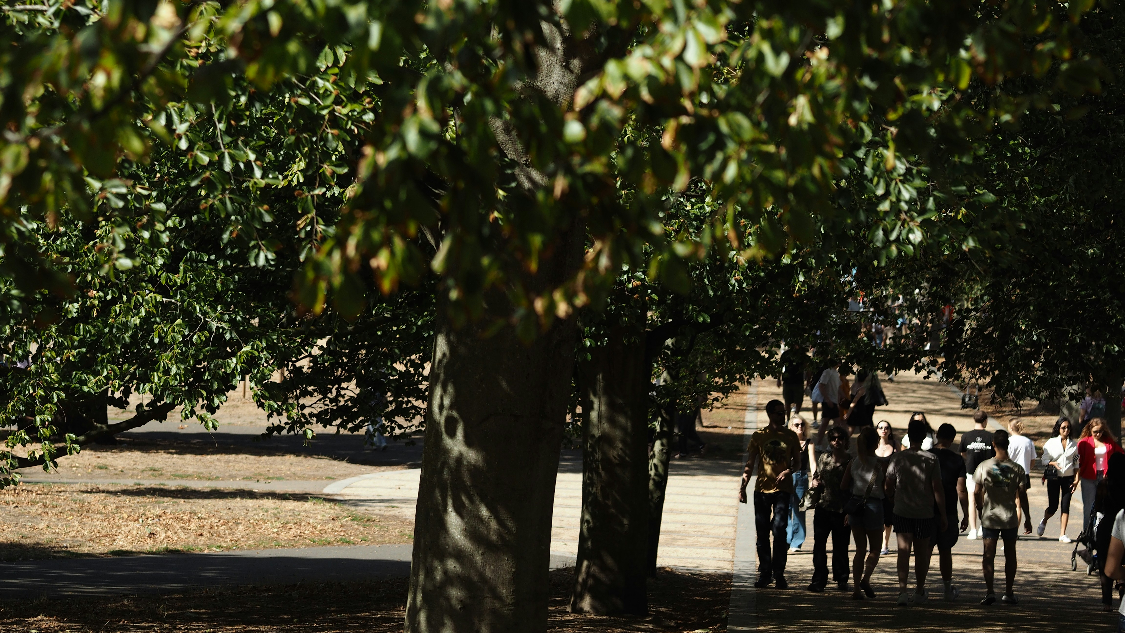 A sun-dappled park path with a cluster of people gathered under trees, casting long shadows across the walkway.