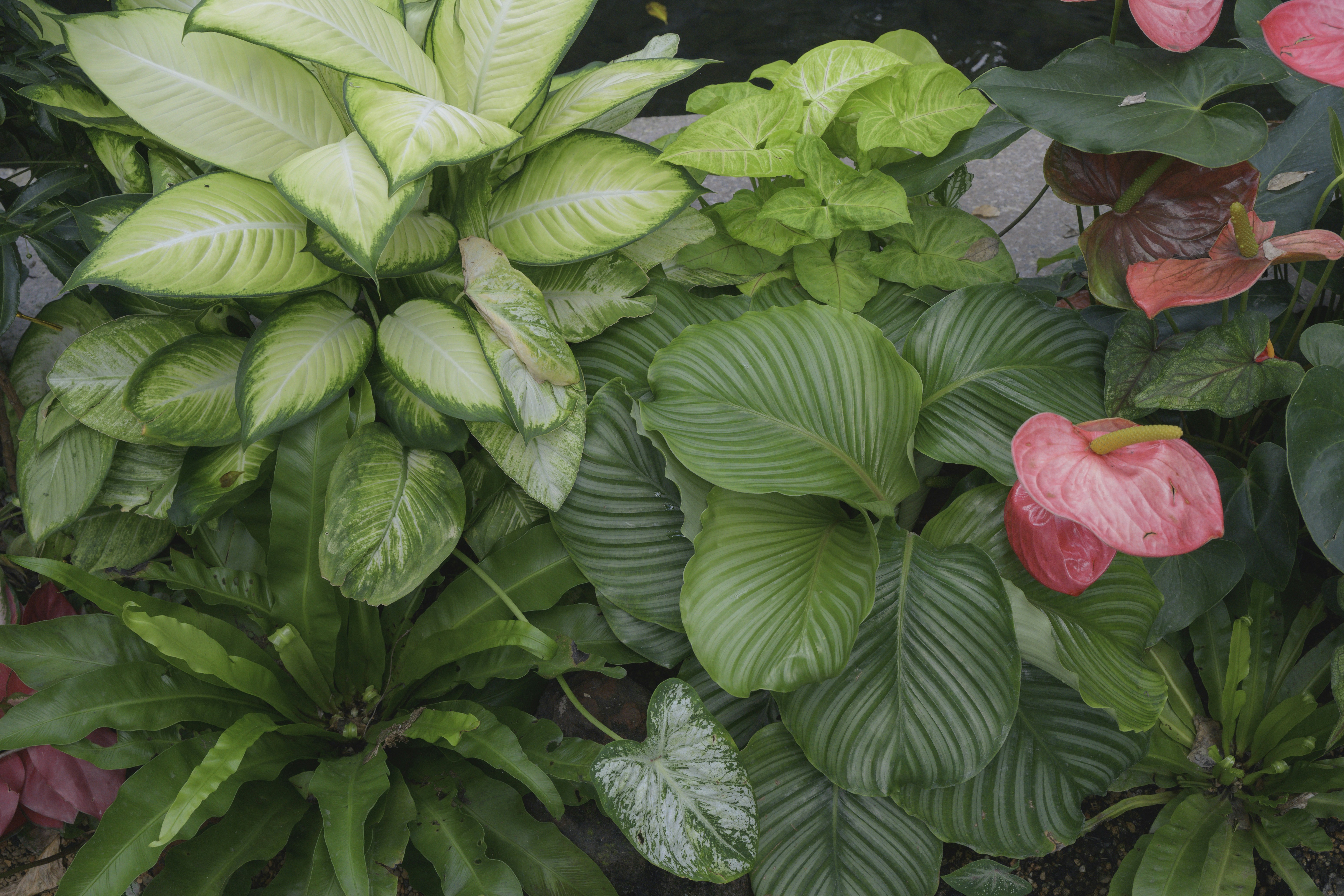 Lush green tropical foliage with pink anthurium blooms creating a textural, colorful garden patch. A close-planting scene emphasizing leaf shapes and color contrast, suitable as a botanical composition.