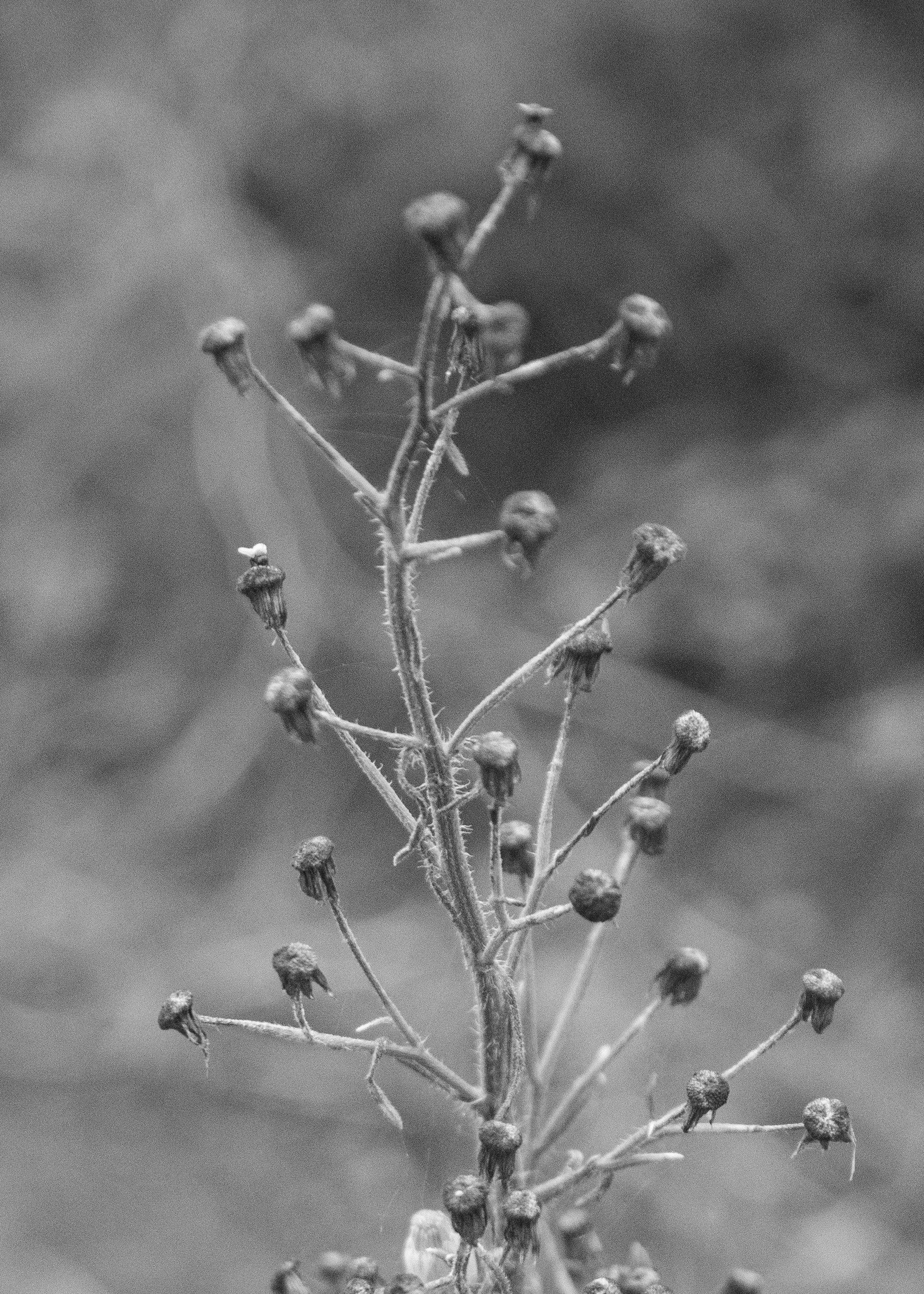 Monochrome close-up of a dried seed head on a slender stem with a blurred natural backdrop, emphasizing texture and delicate branching.