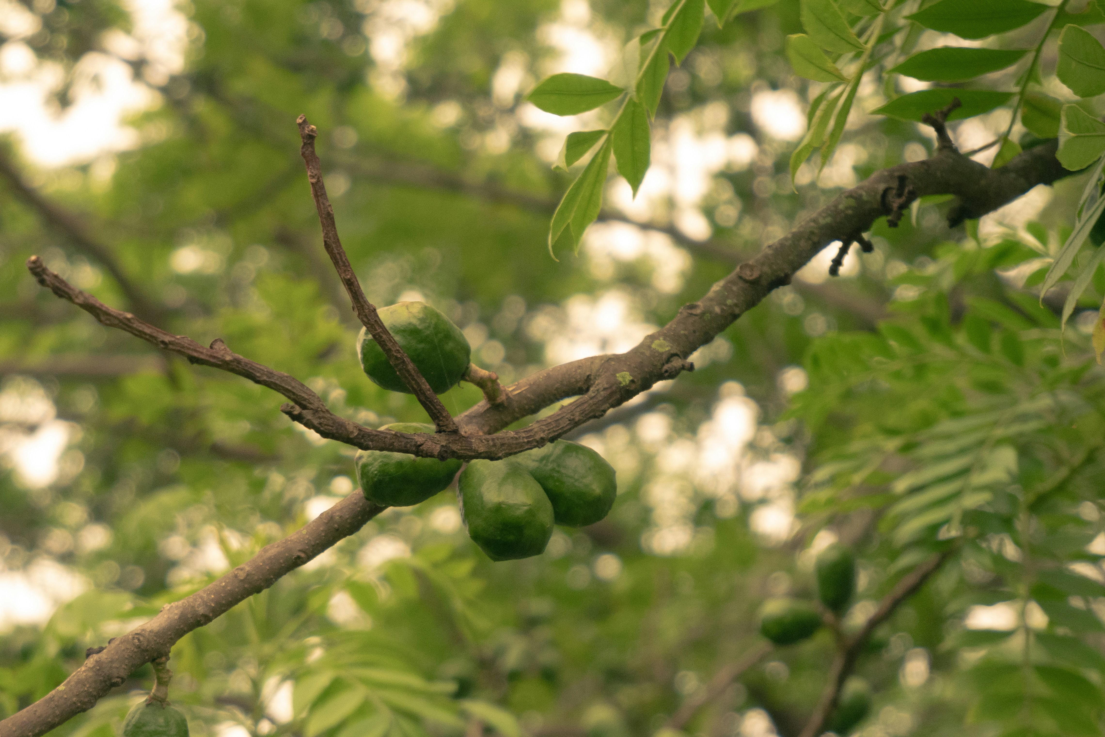 Lemon-green Figs on a Quiet Branch
