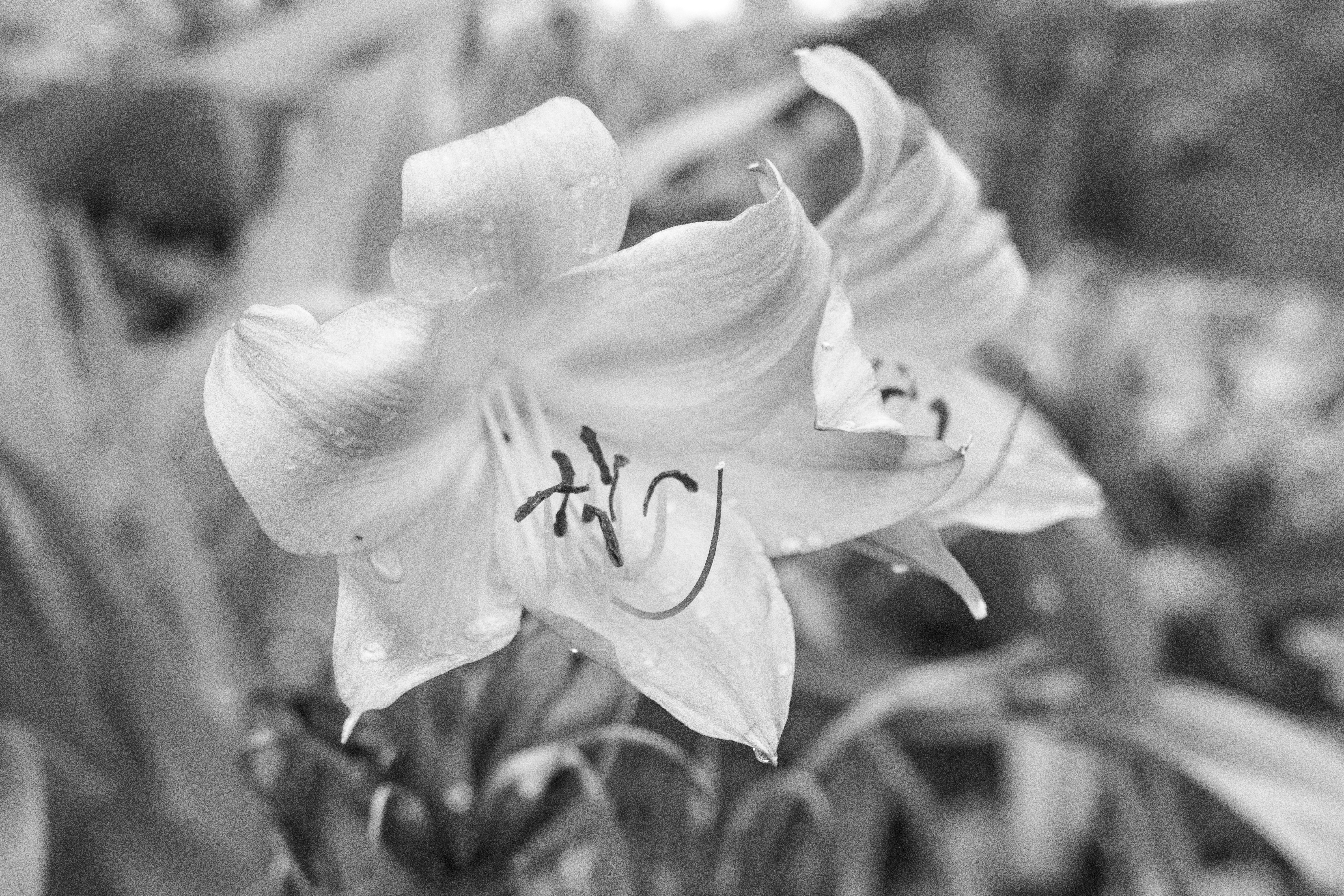 Monochrome Sonata: A Lily in Soft Focus