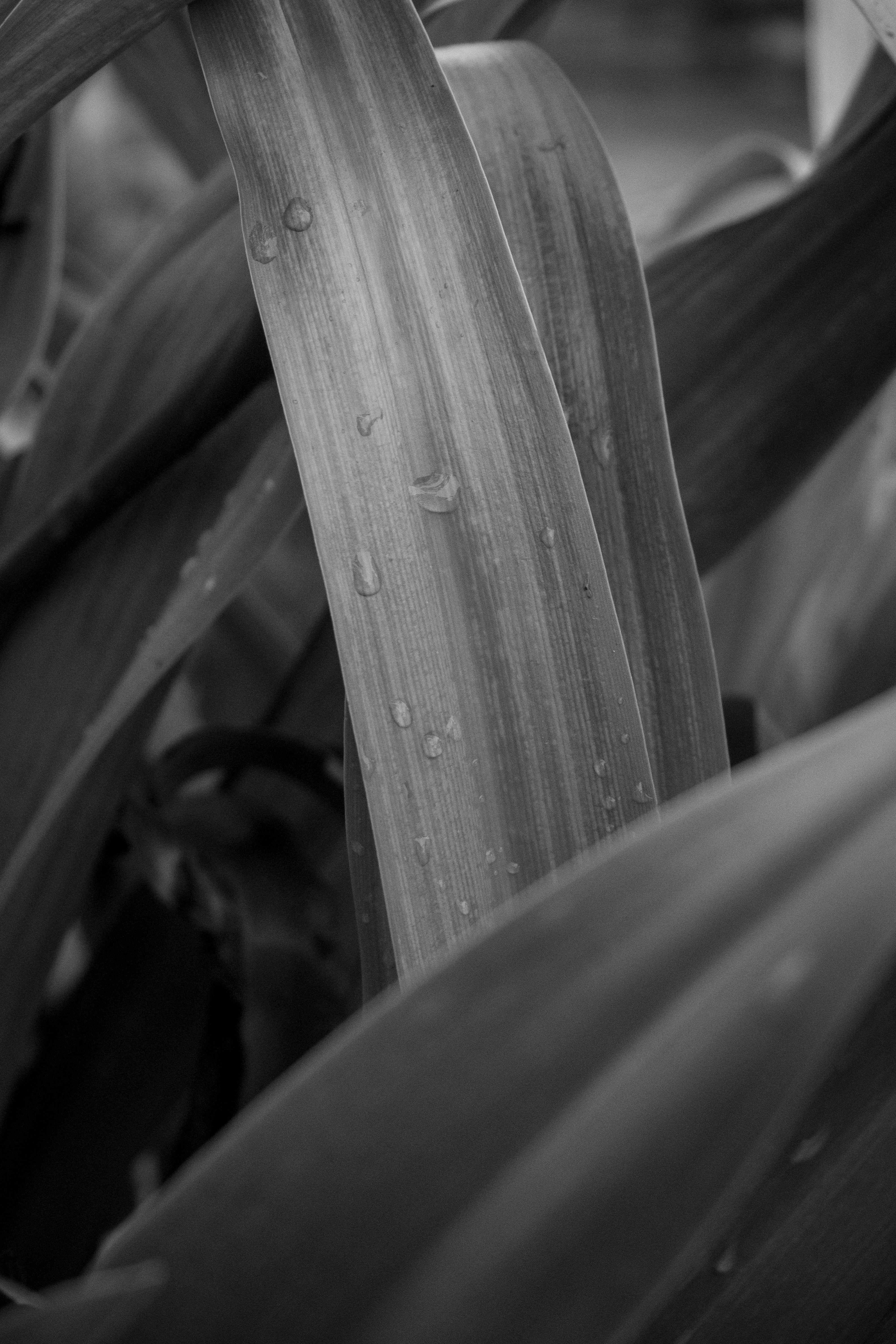 Verdant Droplets on Narrow Strands: A Monochrome Study of Plant Texture