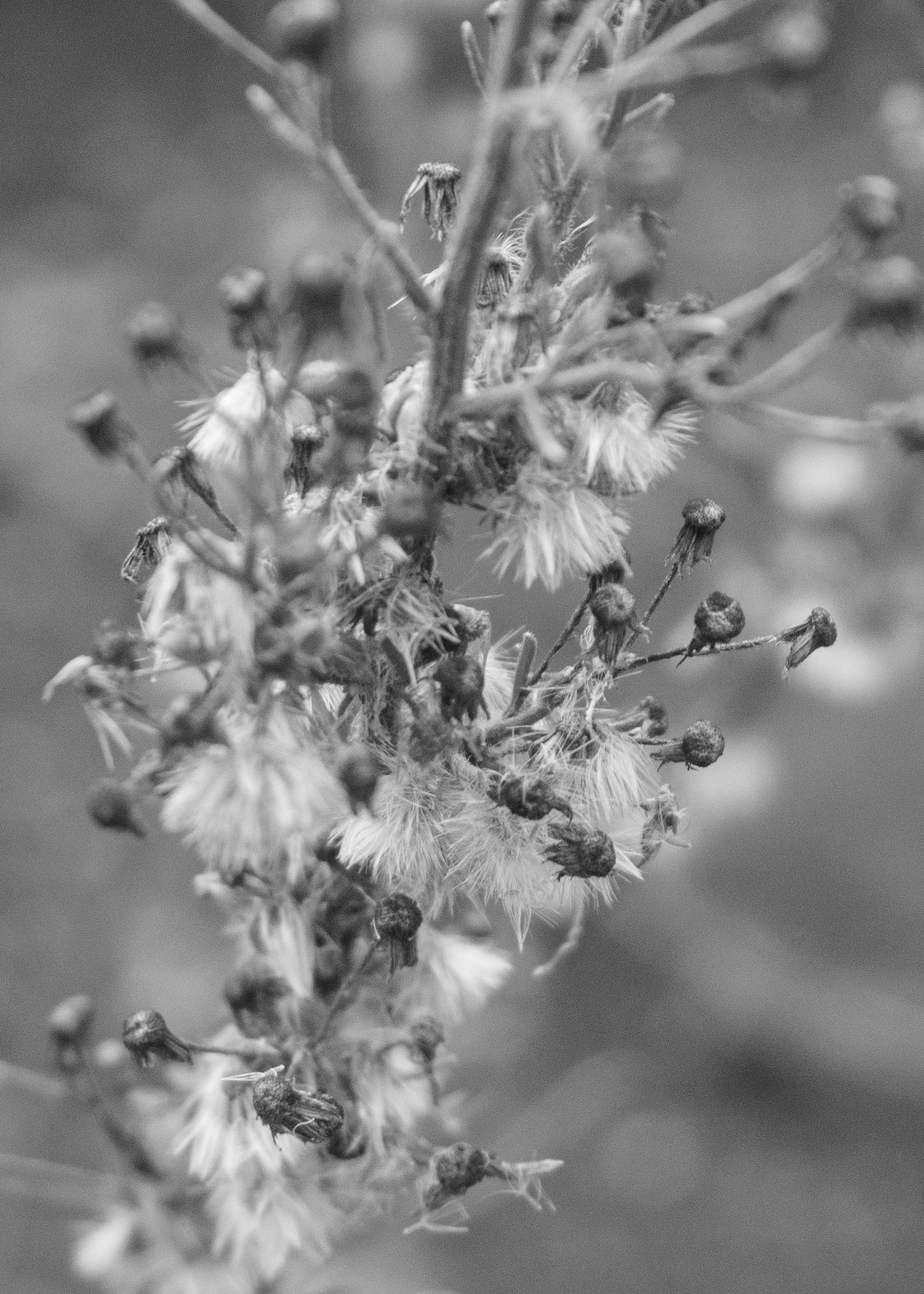 A grayscale close-up of fluffy seed heads with delicate textures, creating an intimate still-life of dried flowers. This is a monochrome photograph.