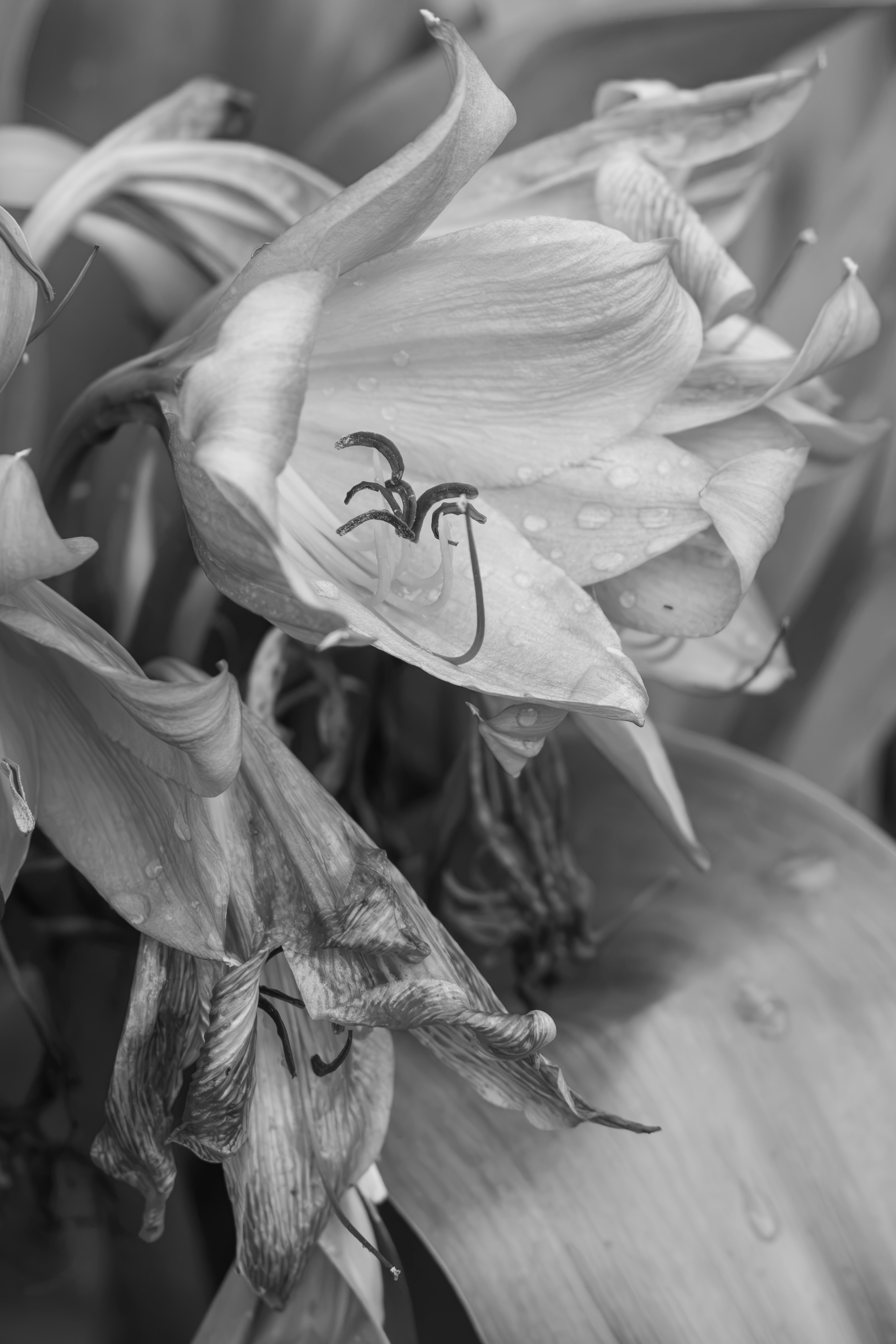 Petals of Focus: A Monochrome Bloom with Dew-kissed Curves