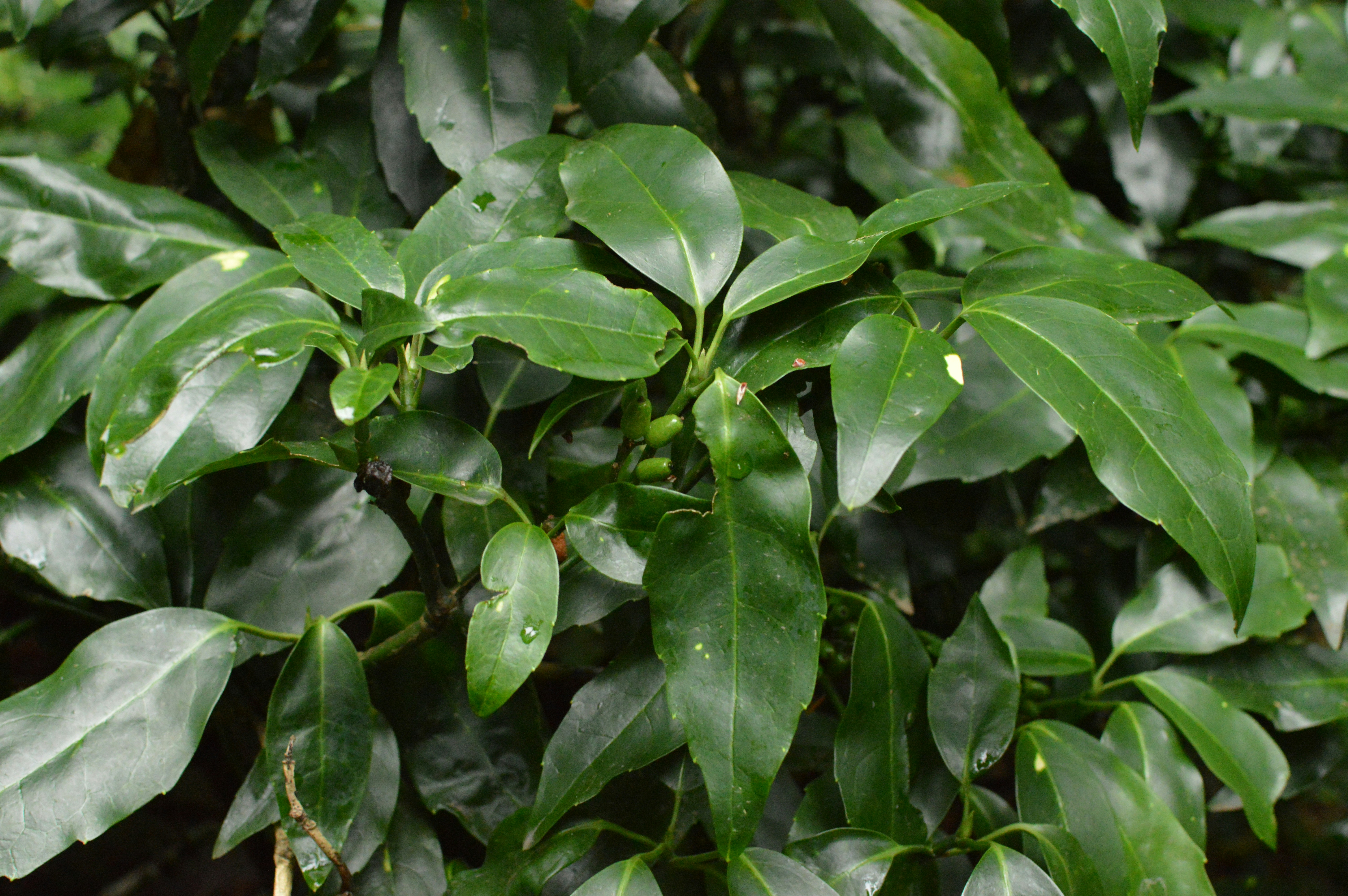 Glossy evergreen leaves: a dense emerald tapestry