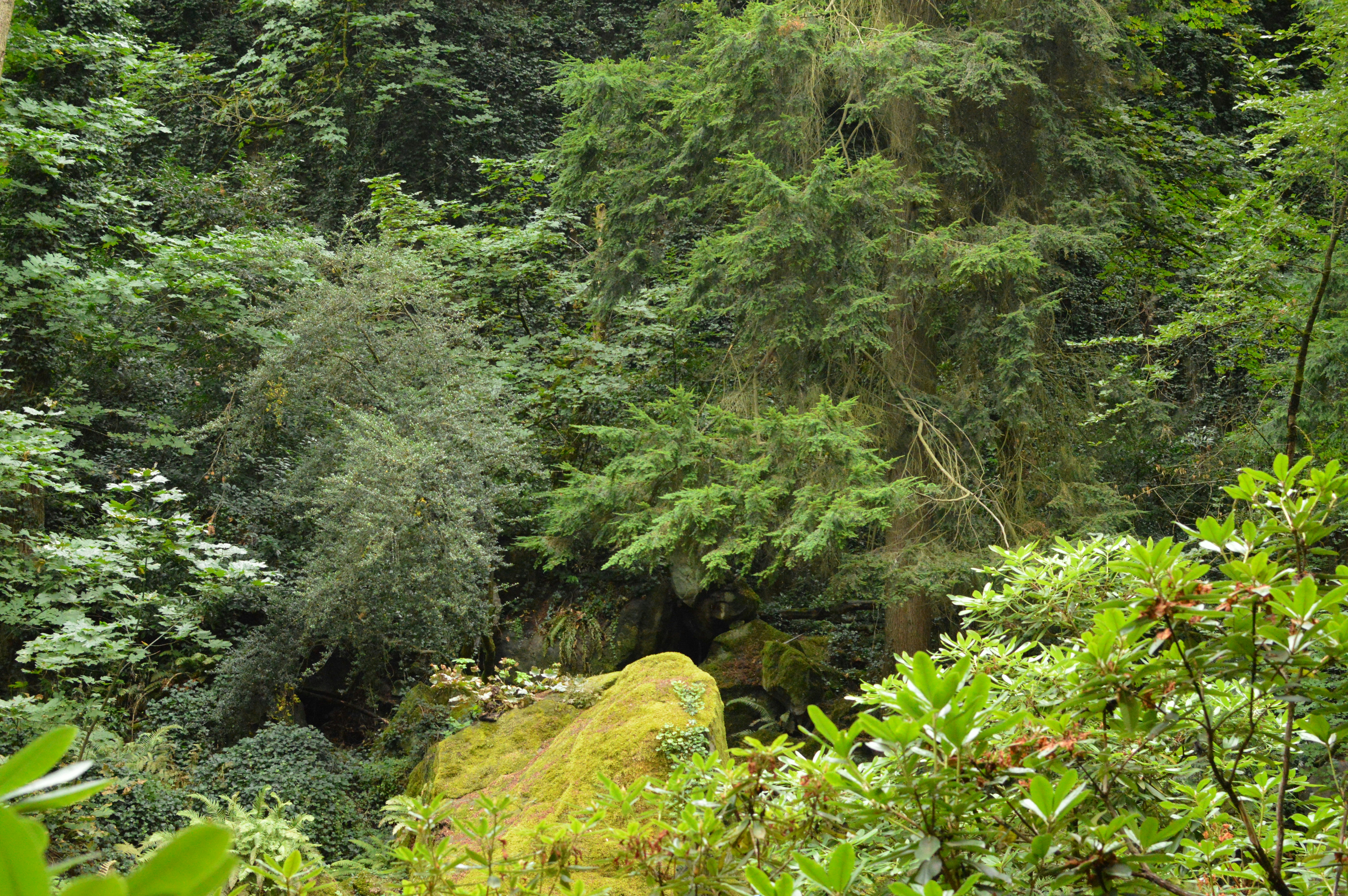 Verdant Quiet: Mossy Boulders Nestled in a Forest Clearing
