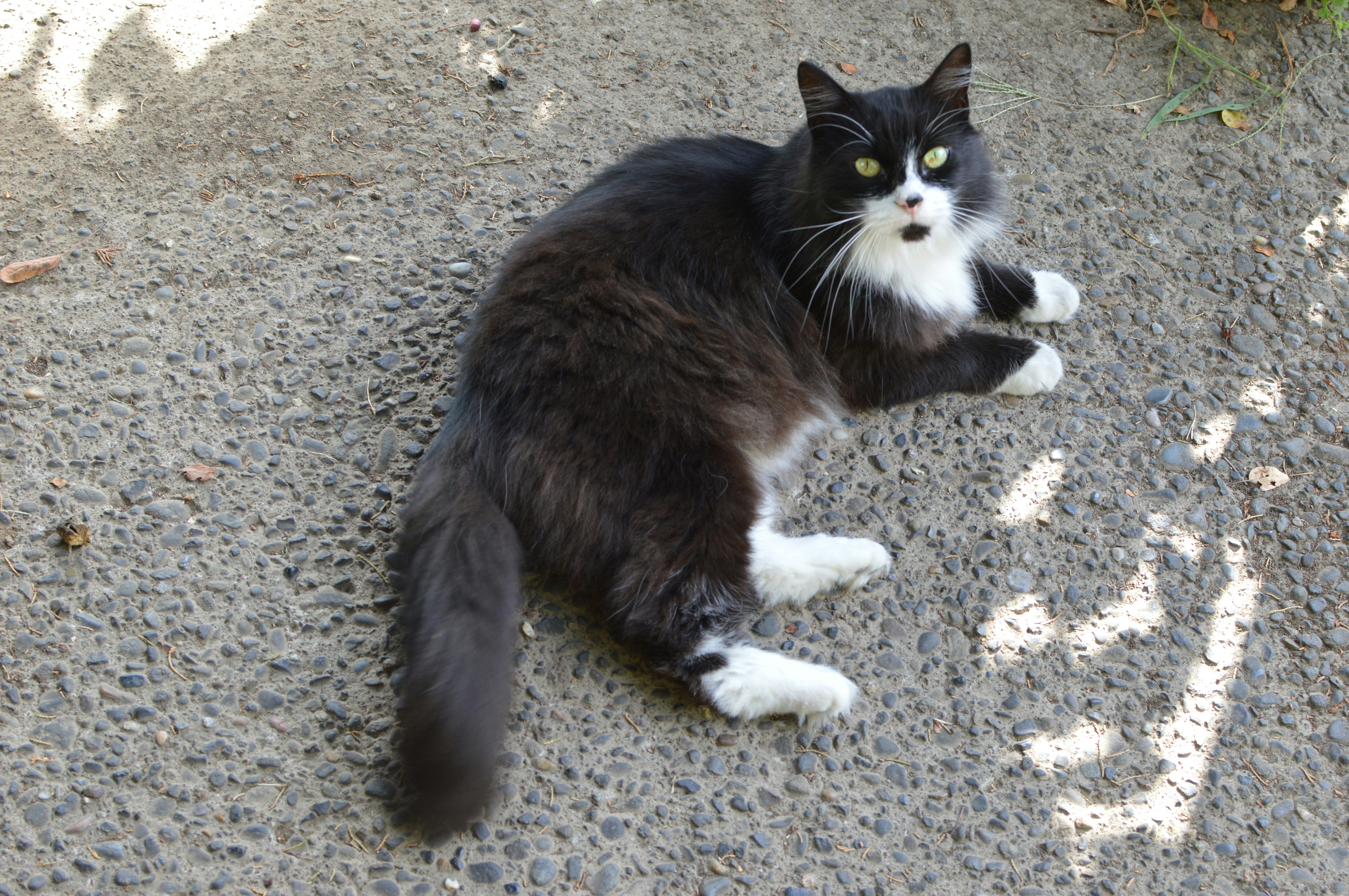 Patched Tuxedo Megawave: a cat glances up on a sun-dappled gravel