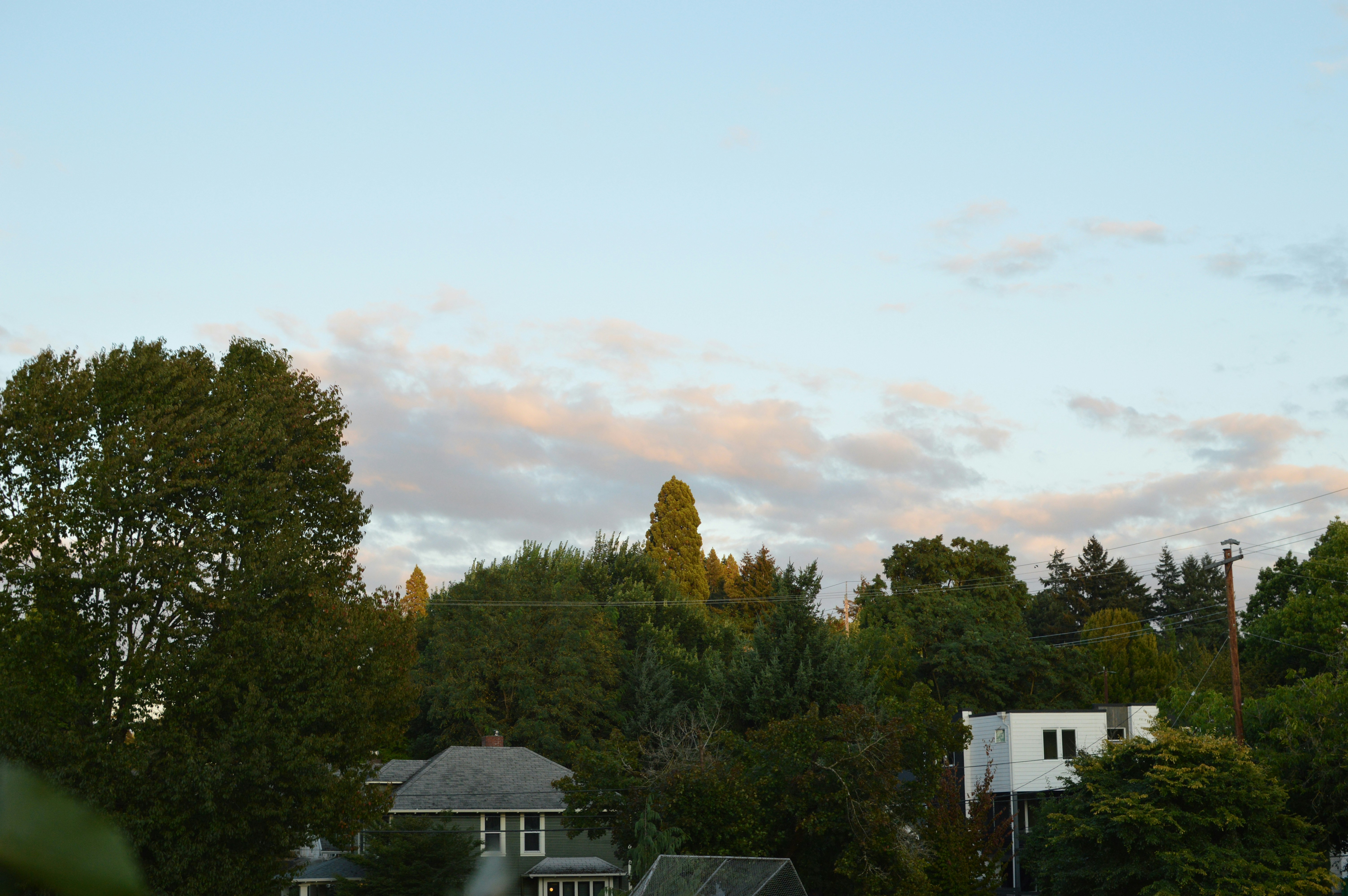 Distant Trees Over Suburban Roofline at Dusk