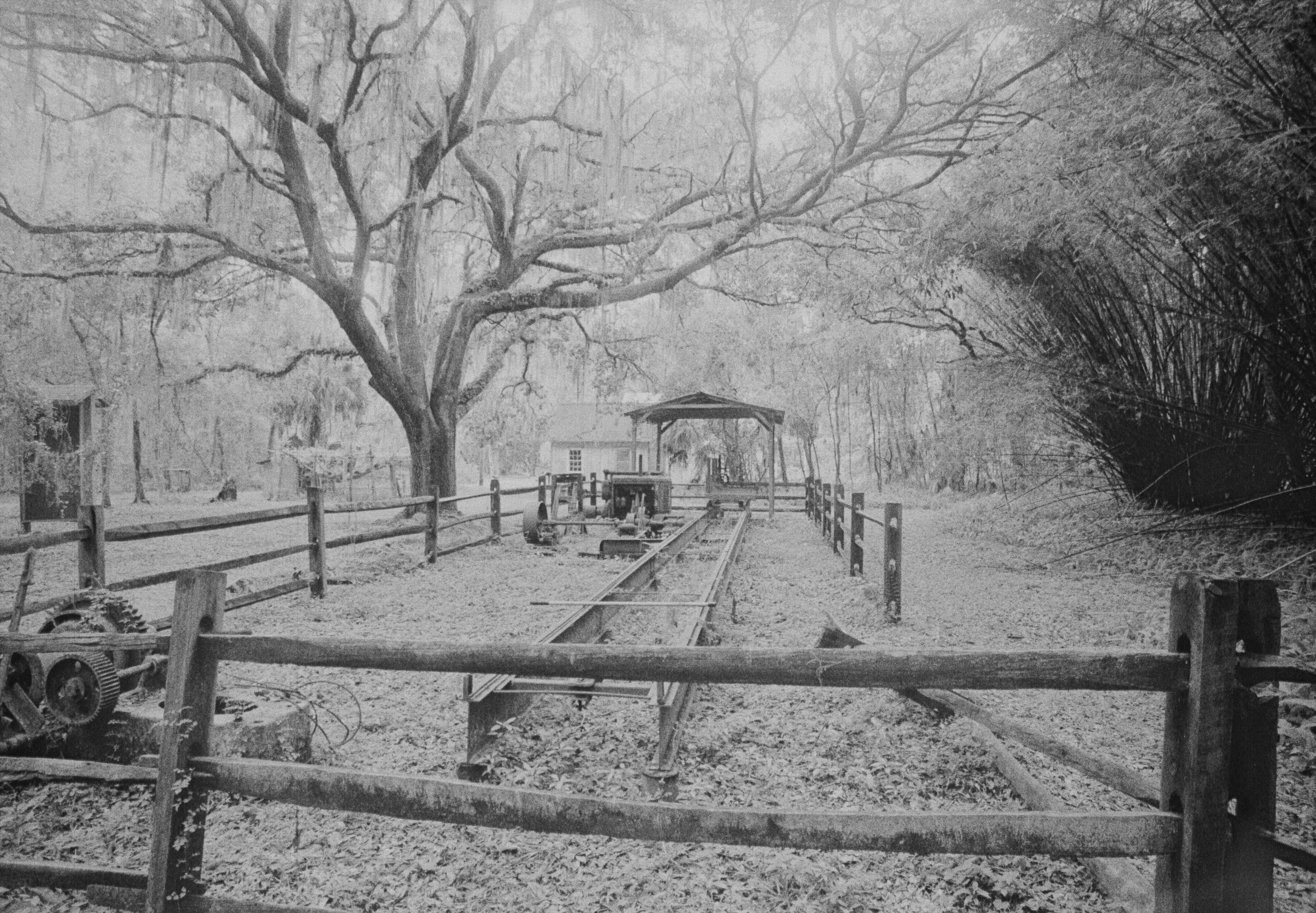 Winter Rails to Quiet Past: A Narrow-Gauge Run Through Fallen Leaves