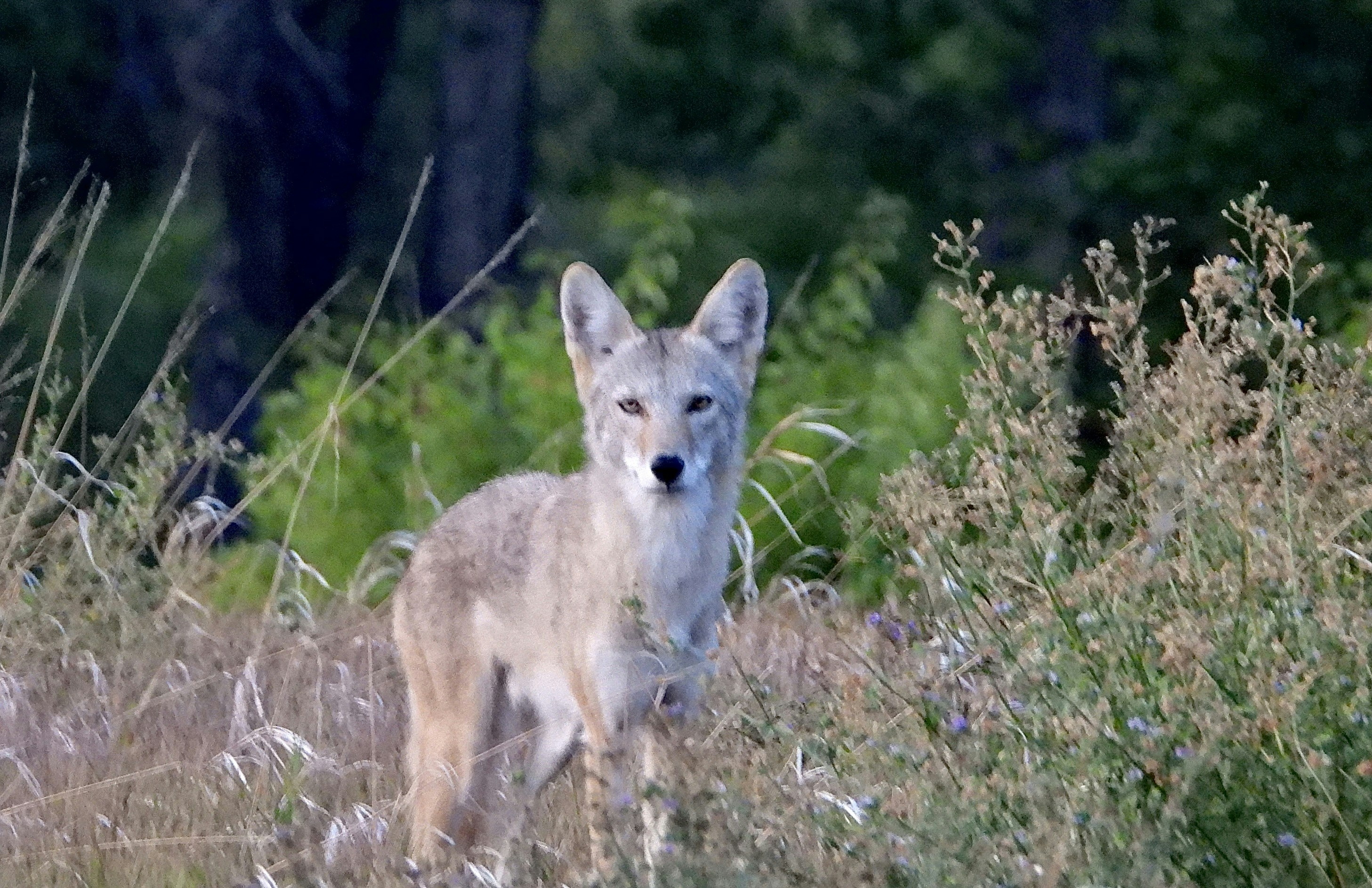 Coyote Sentinel in Wild Meadow
