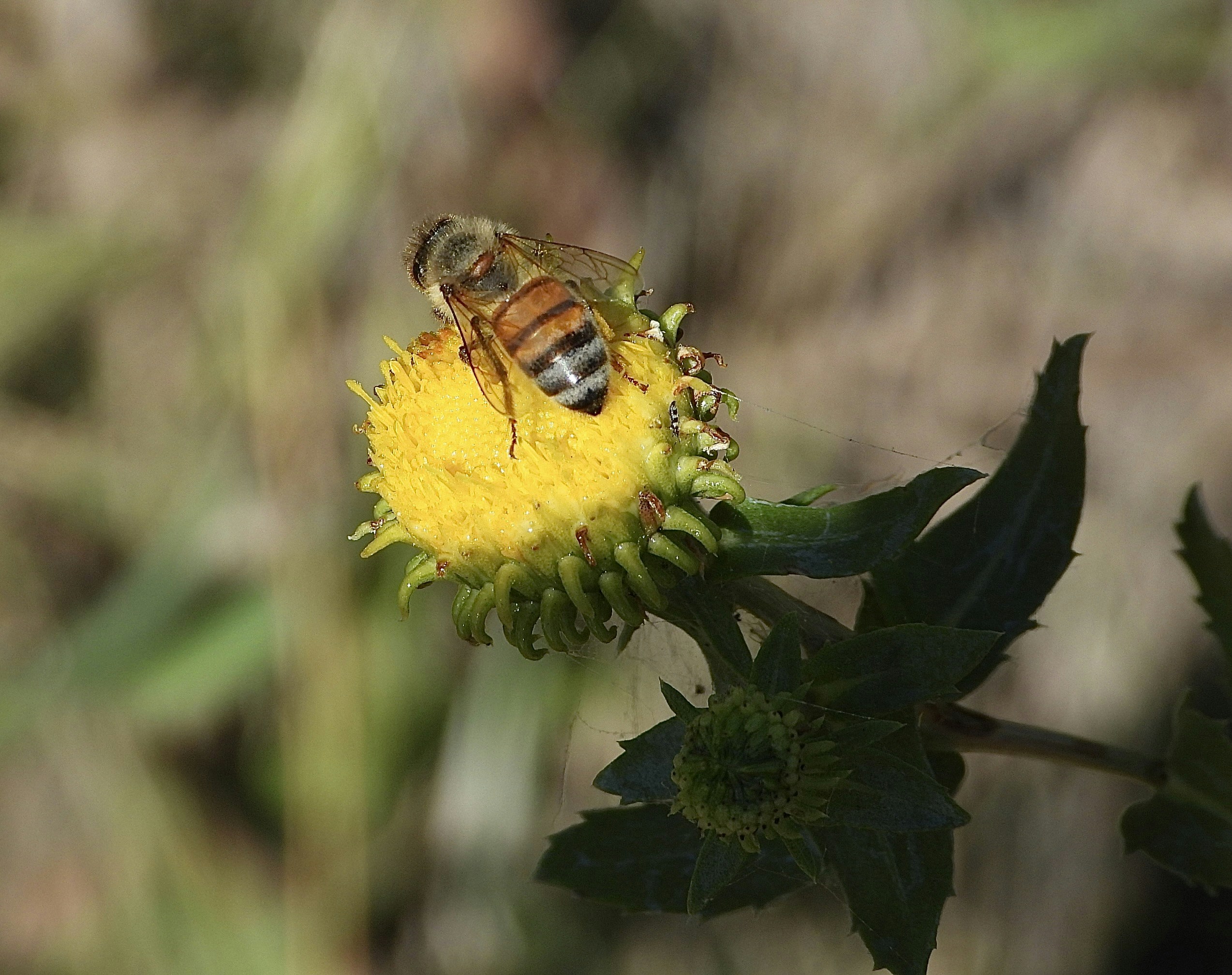 Golden-brown bee hovering over a yellow composite flower, with a blurred wild background and green foliage.