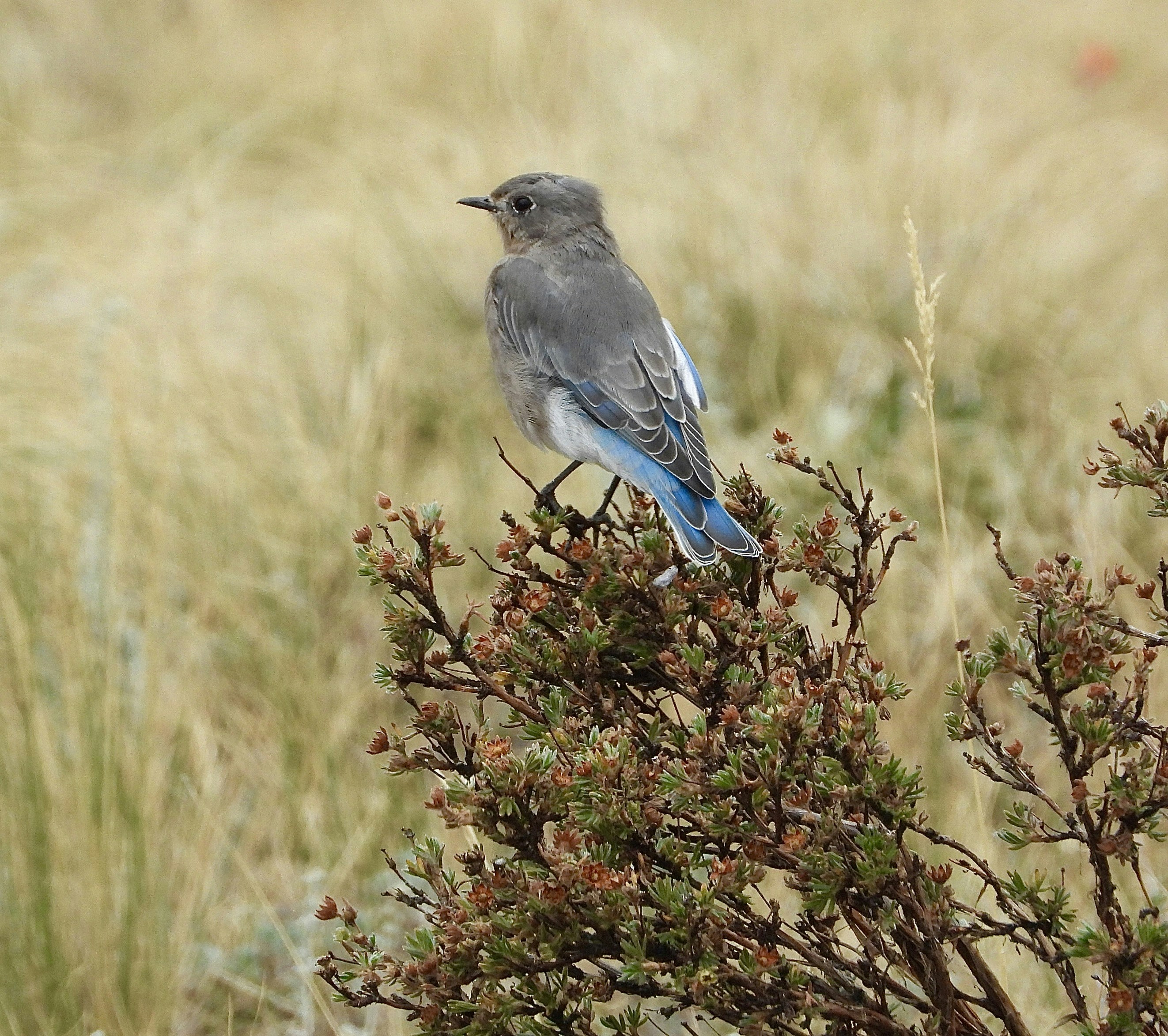 Azure-tinged Warbler on Wind-sculpted Bush