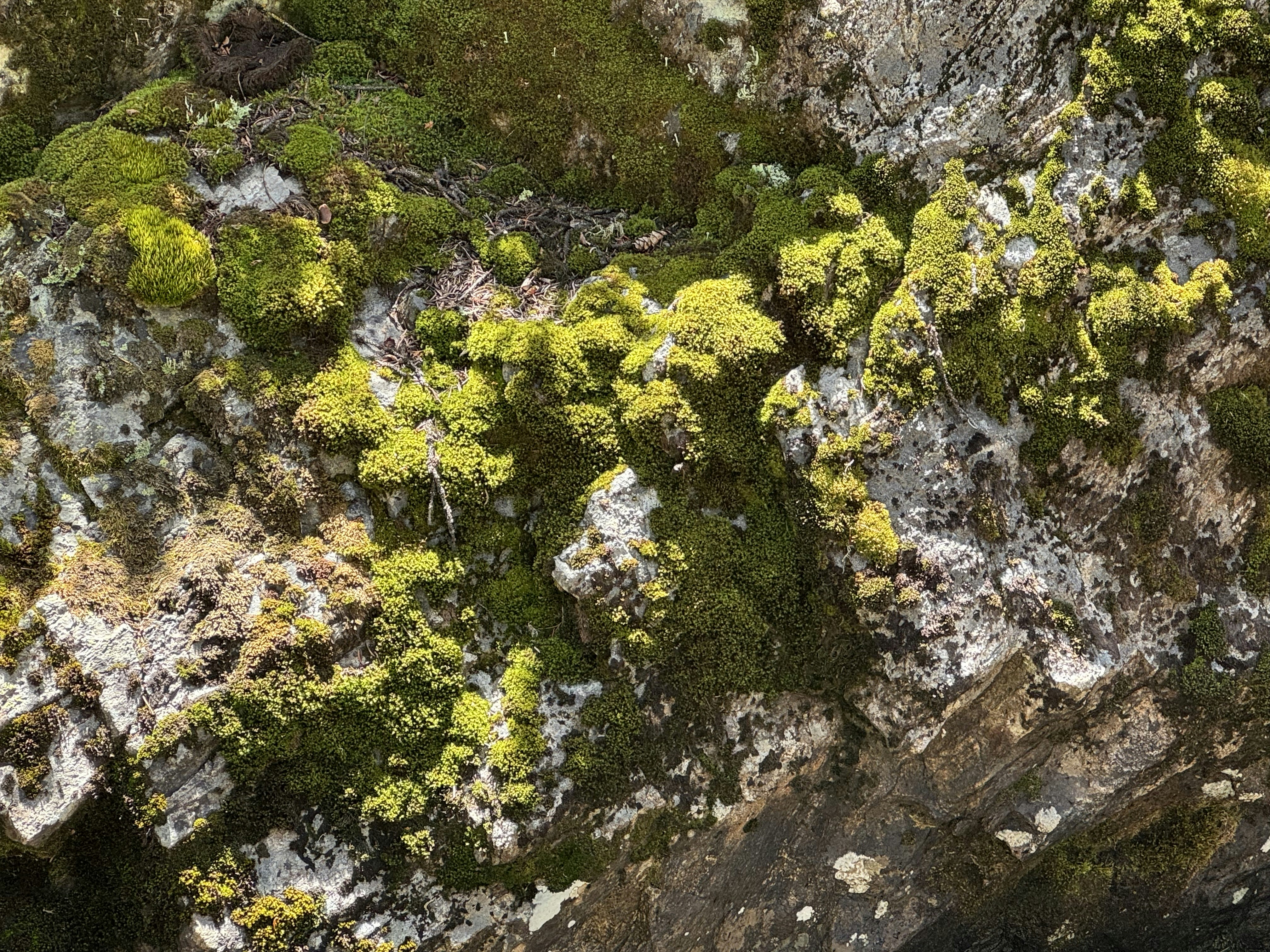 Moss-clad rock face with varied texture and lichen, capturing natural detail and color variation.