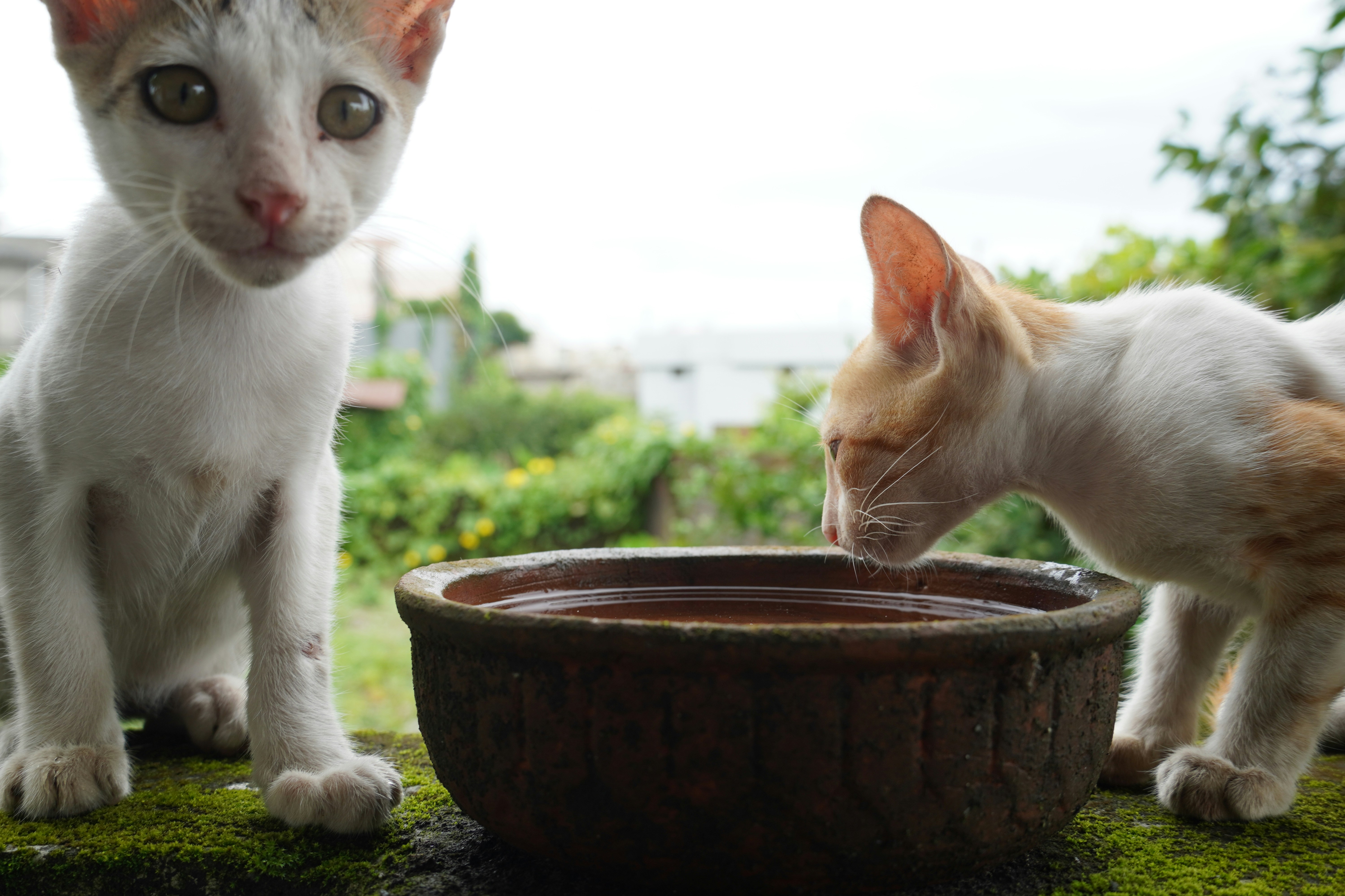 Curious Onlookers by the Ceramic Bowl