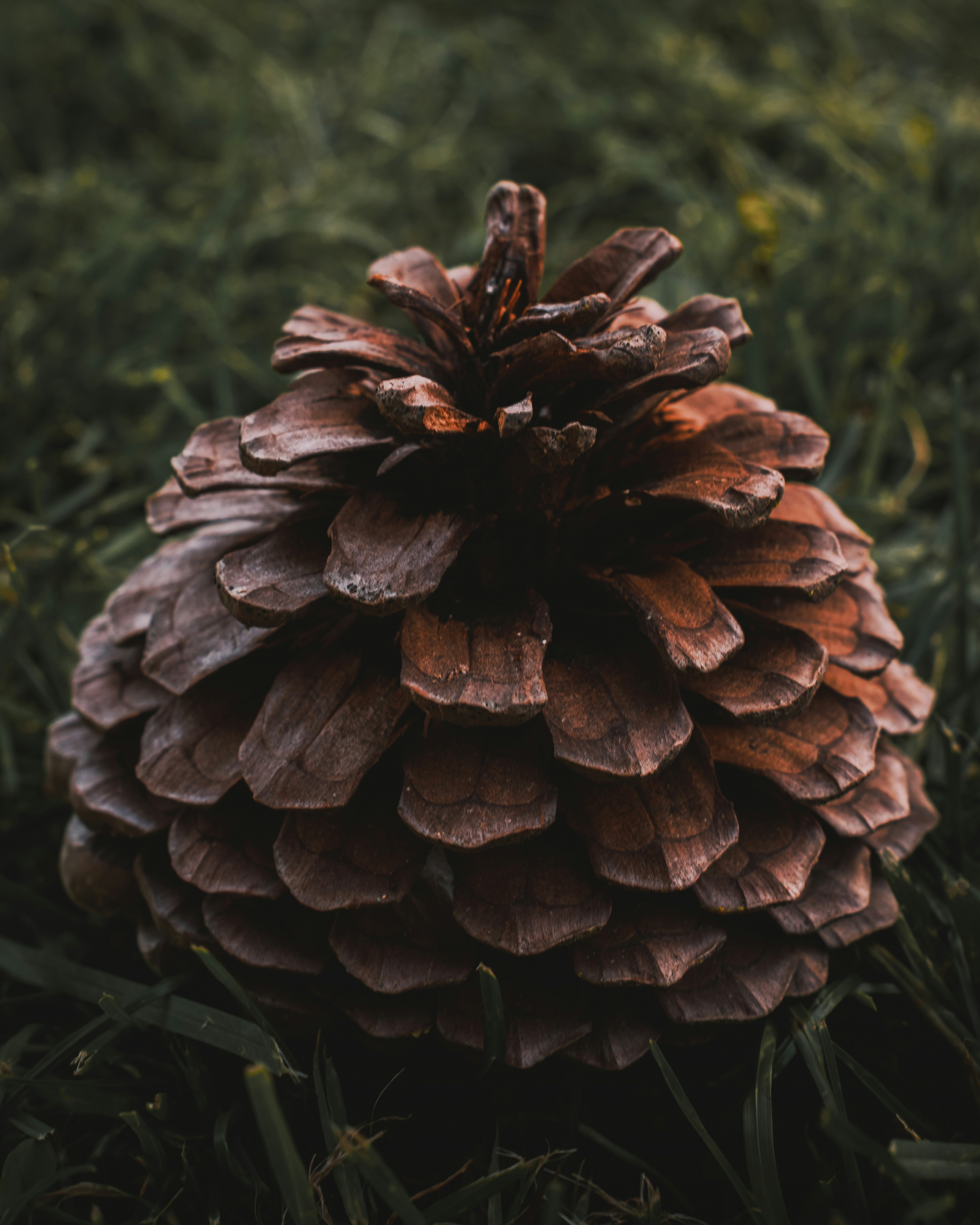 Midday Shadow: A Close-Up Pinecone Centered in Quiet Grass