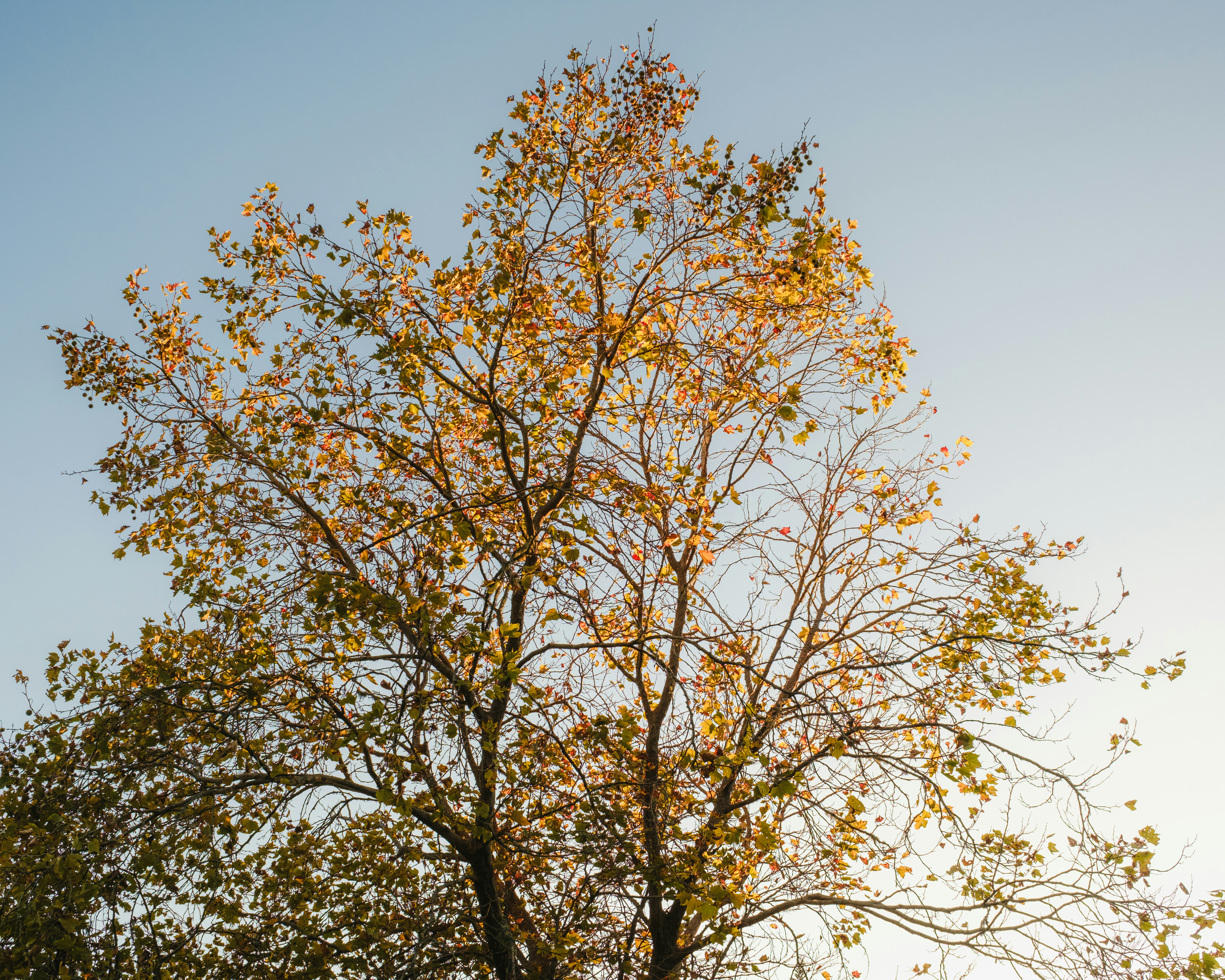 Golden Canopy: Sunset-Fed Leaves Reach for the Sky