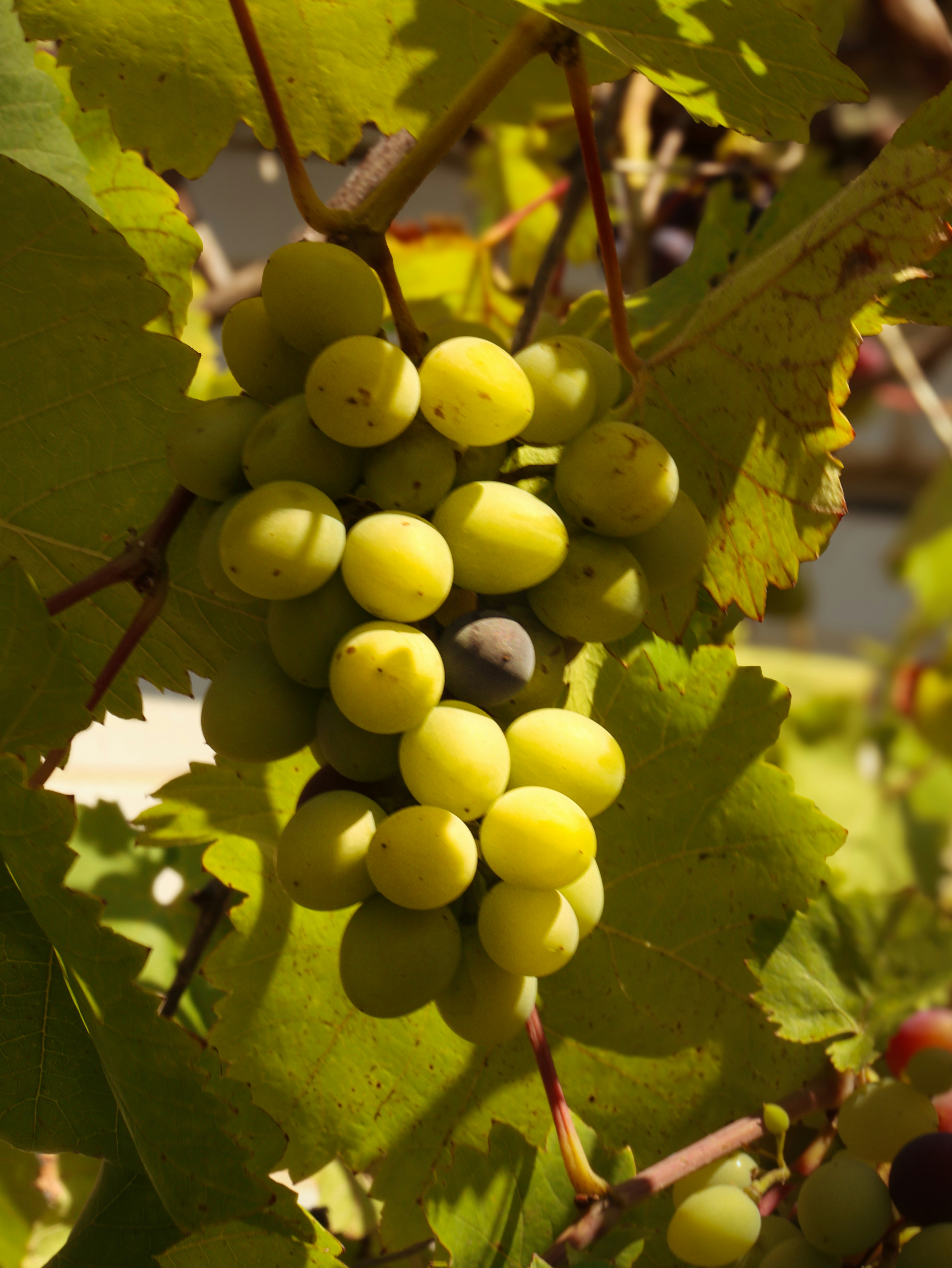 Sunlit Bunch: Grapes Ripening in Quiet Vineyard Light