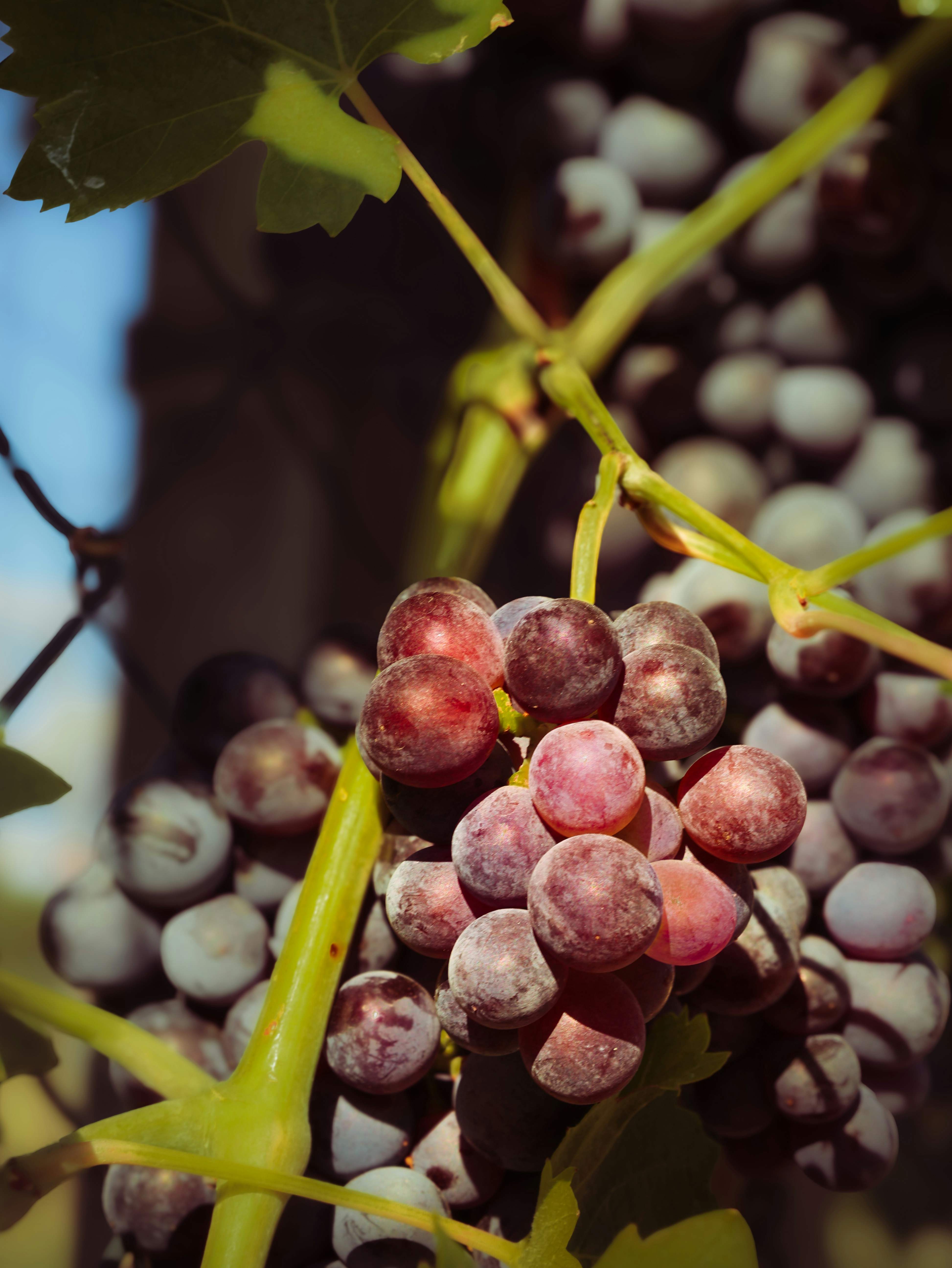 Vineyard Gem: A Cluster of Frosted Grapes in Sunlit Focus