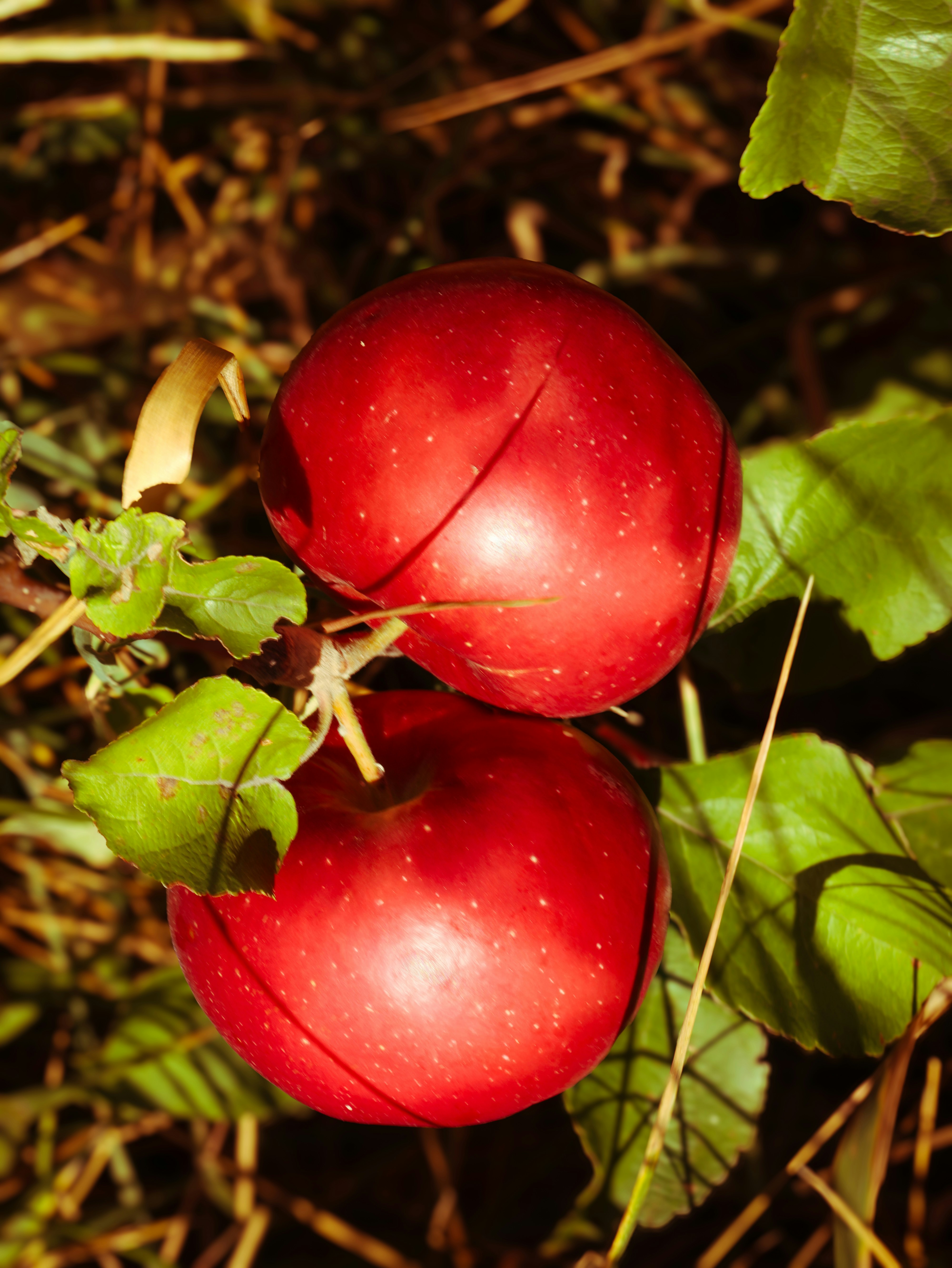 Red Orchard Orbs: Paired apples resting among green leaves