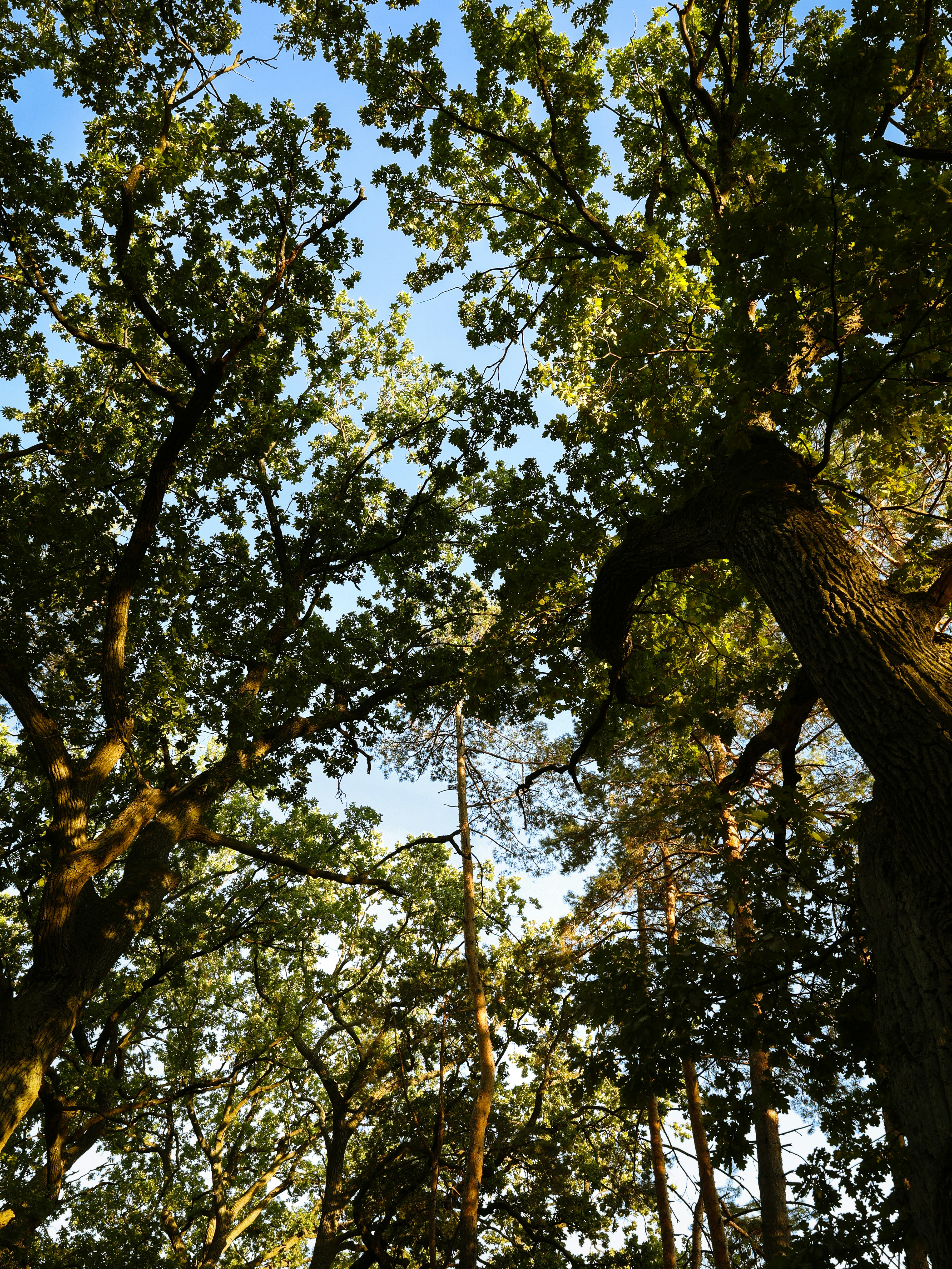 A Canopy of Sunlit Green: Trees Threading Skyward