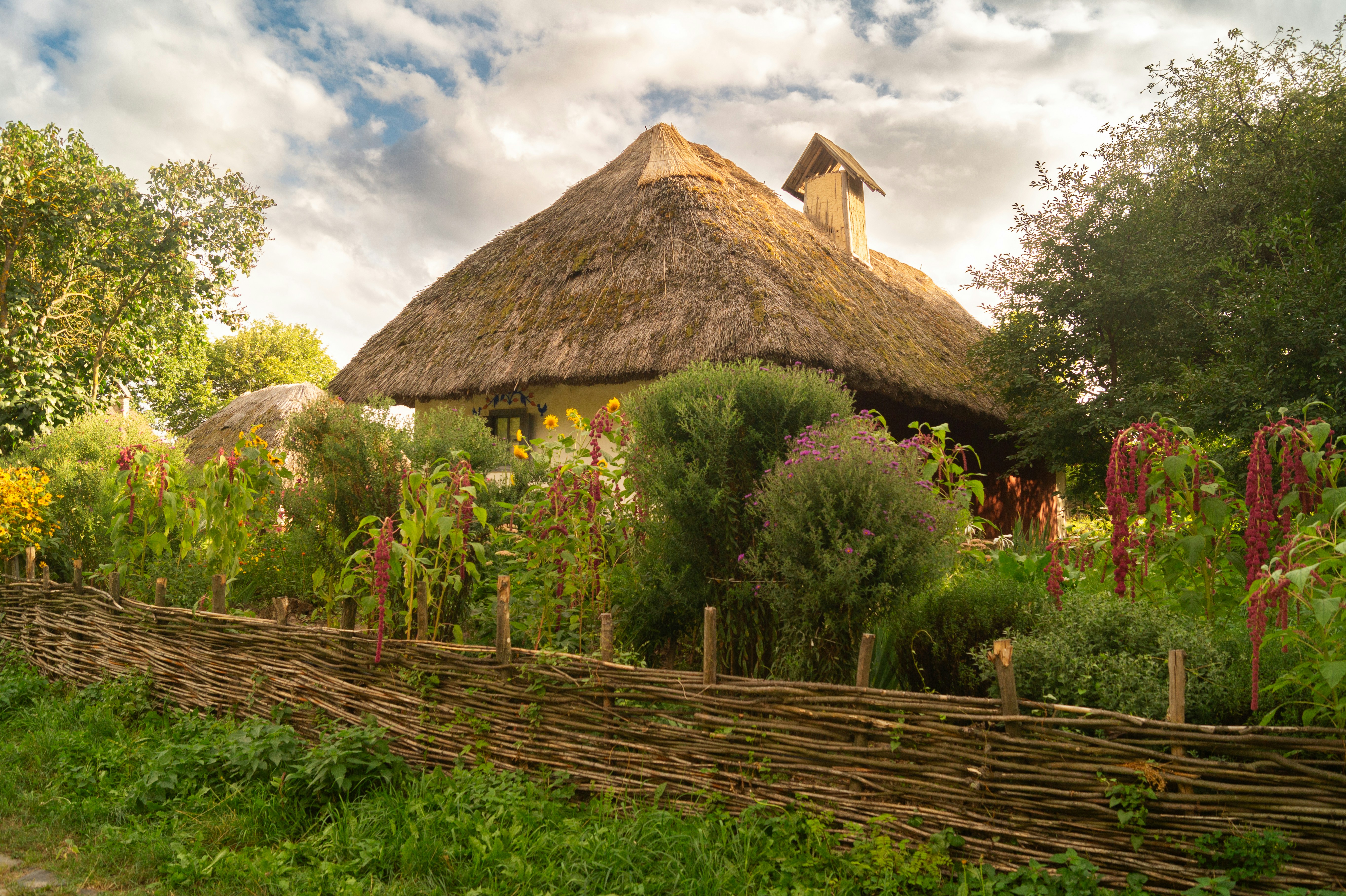 Thatched Cottage in a Lush Garden Bordered by Woven Fence