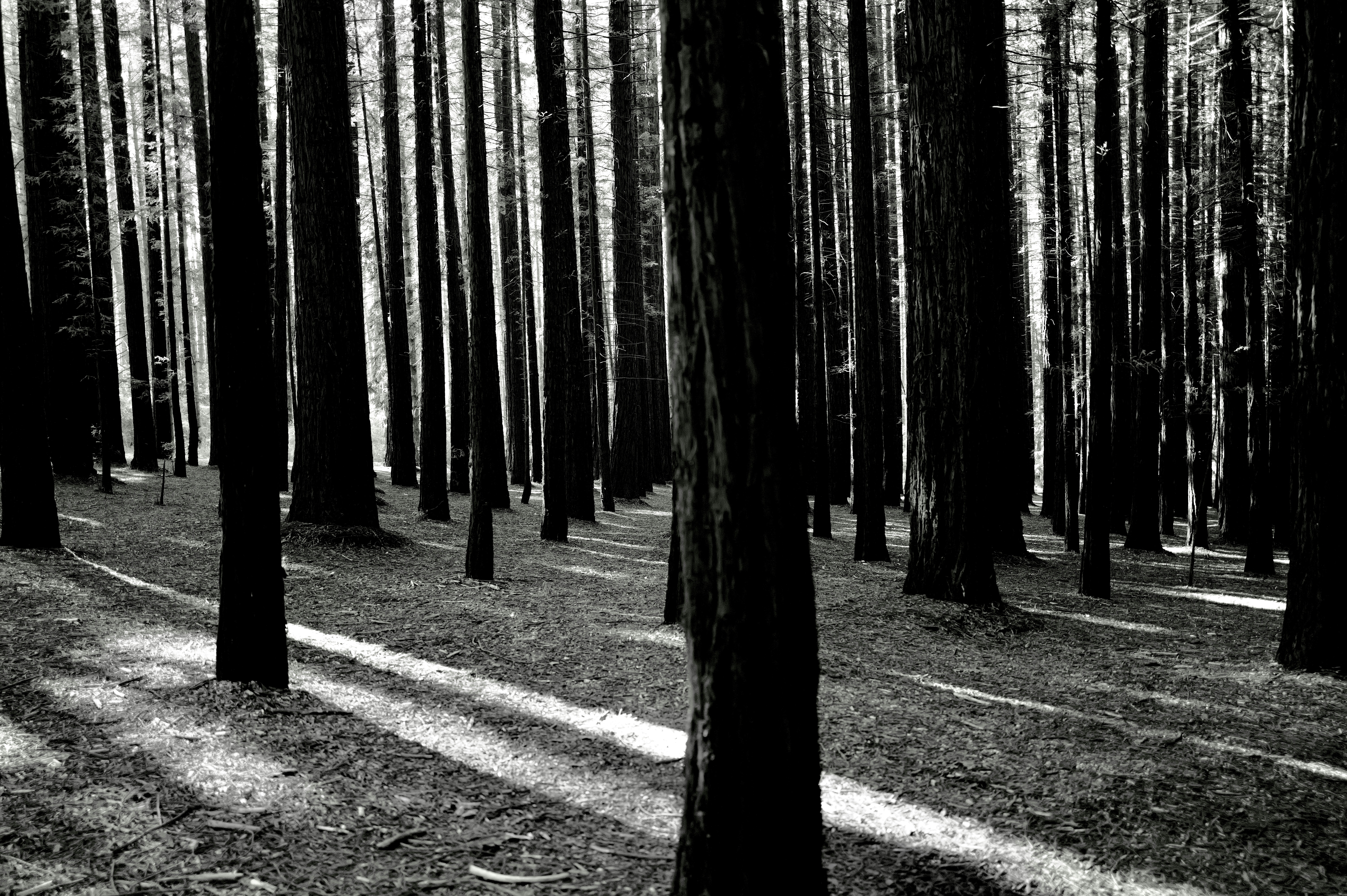 Shadows in the Timber Cathedral