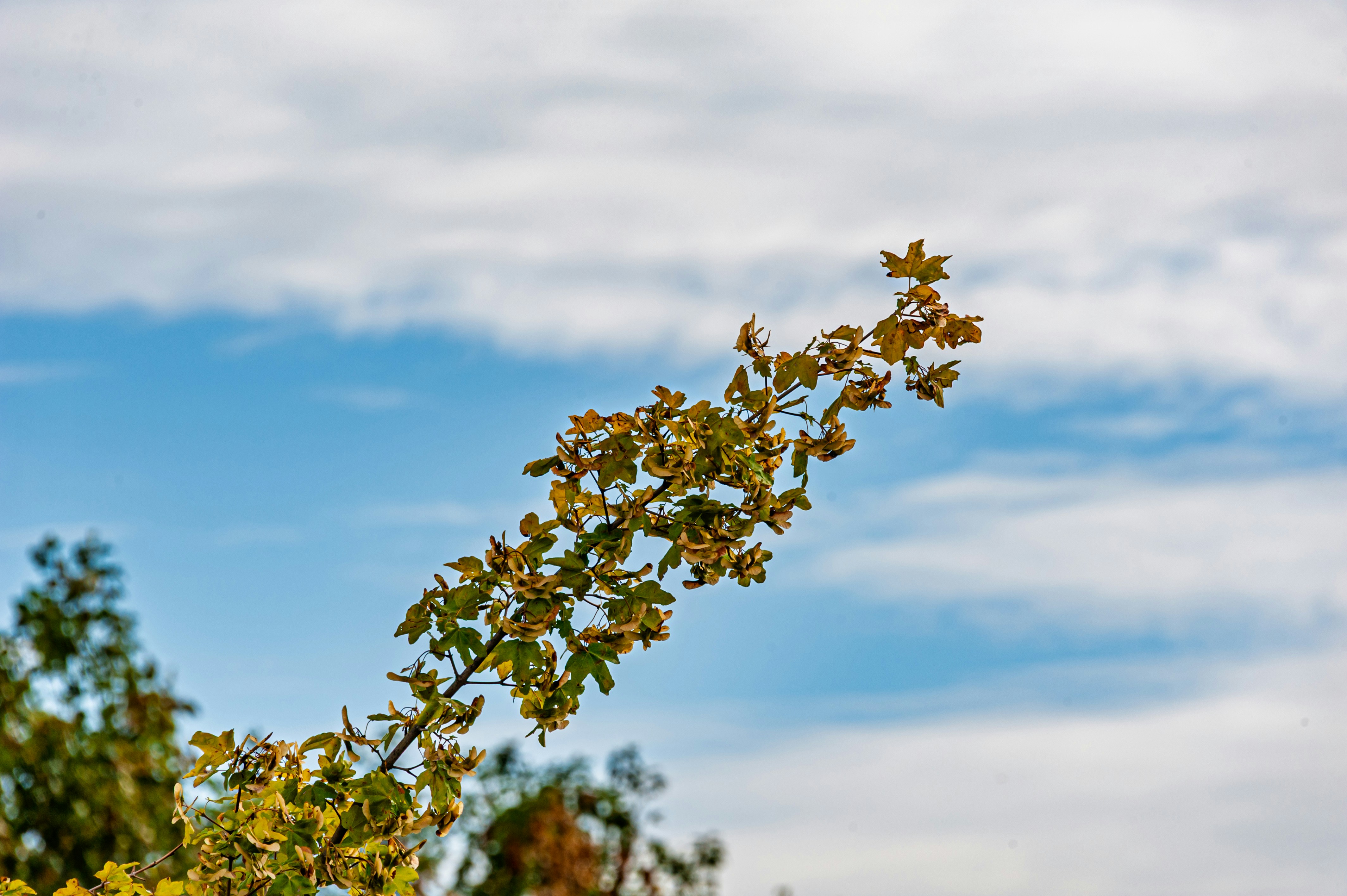 Leafy twig extends diagonally across a bright blue sky with scattered clouds, foregrounding the autumn foliage.