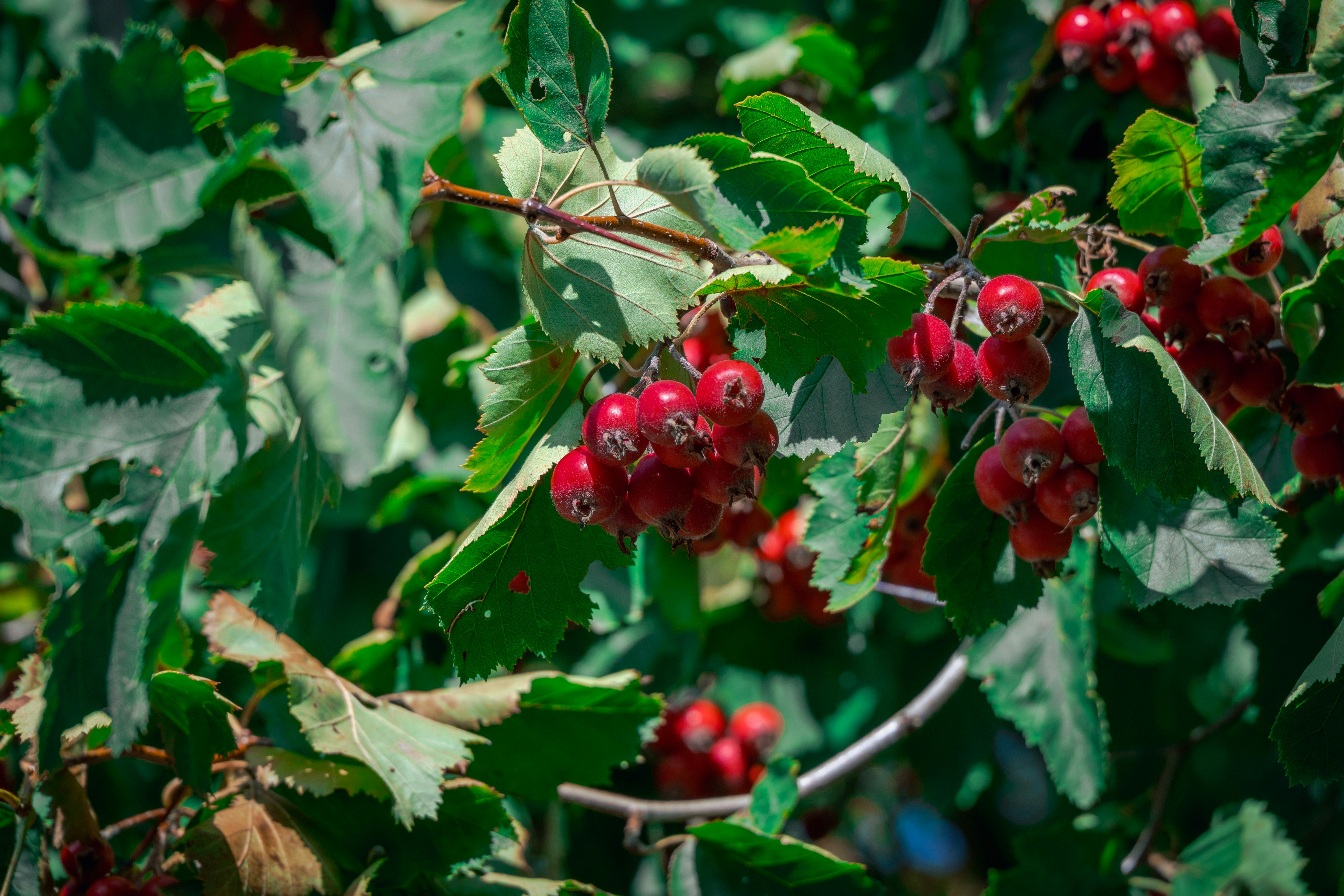 Crimson Cluster: Sunlit Berries Amid Lush Foliage