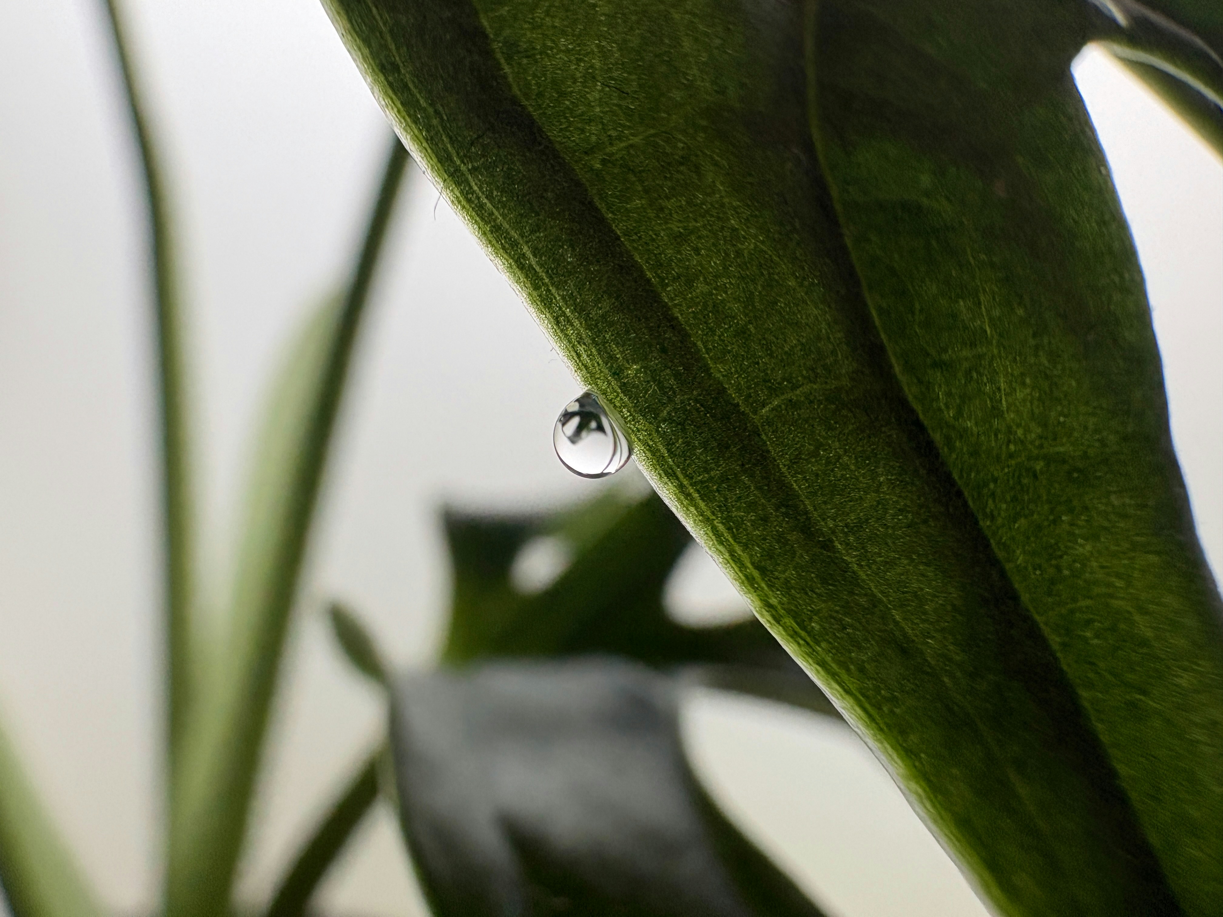 A single dewdrop suspended on a leaf’s edge