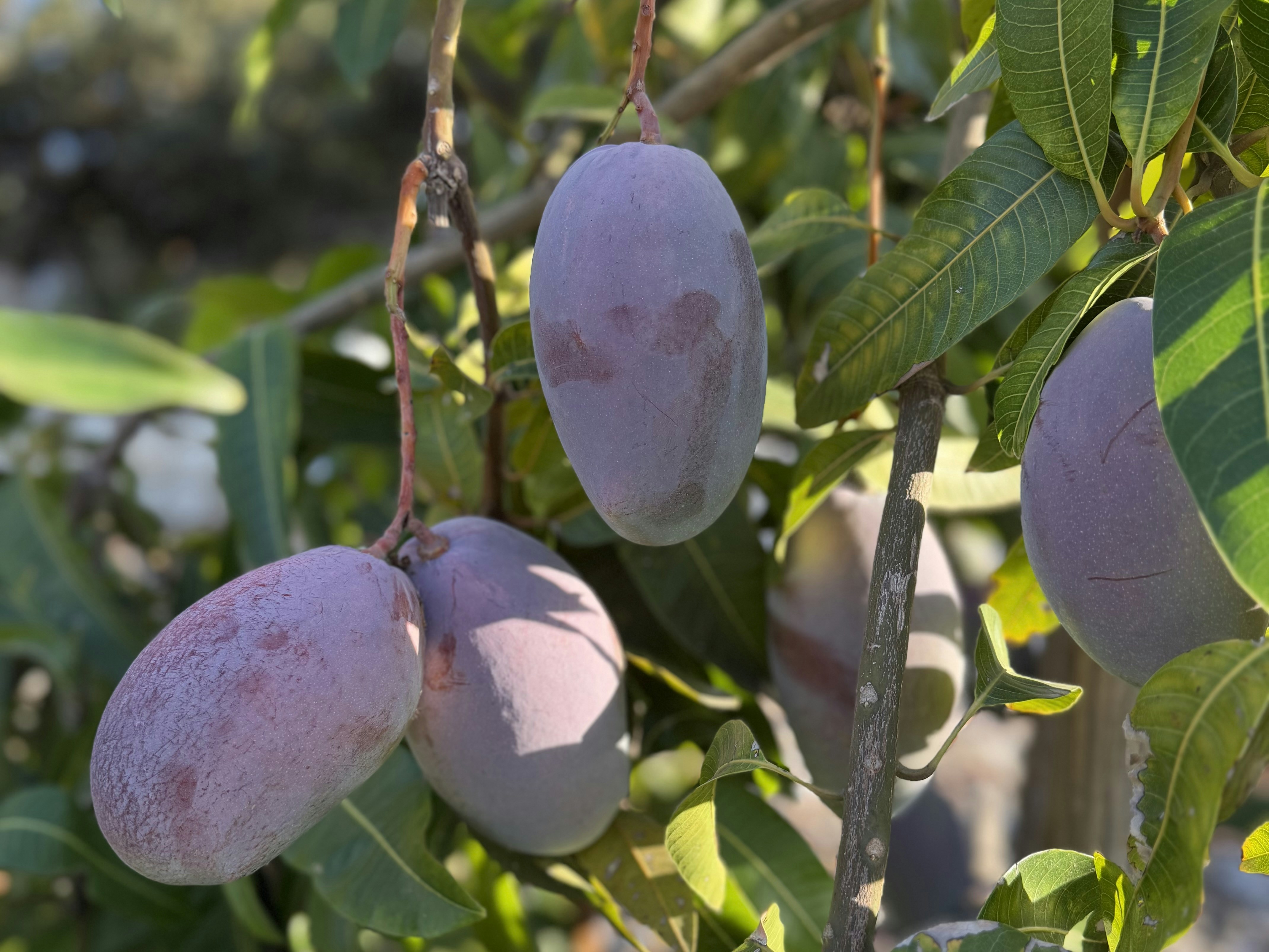 Plum Gallery: purple fruit clusters glow in dappled light