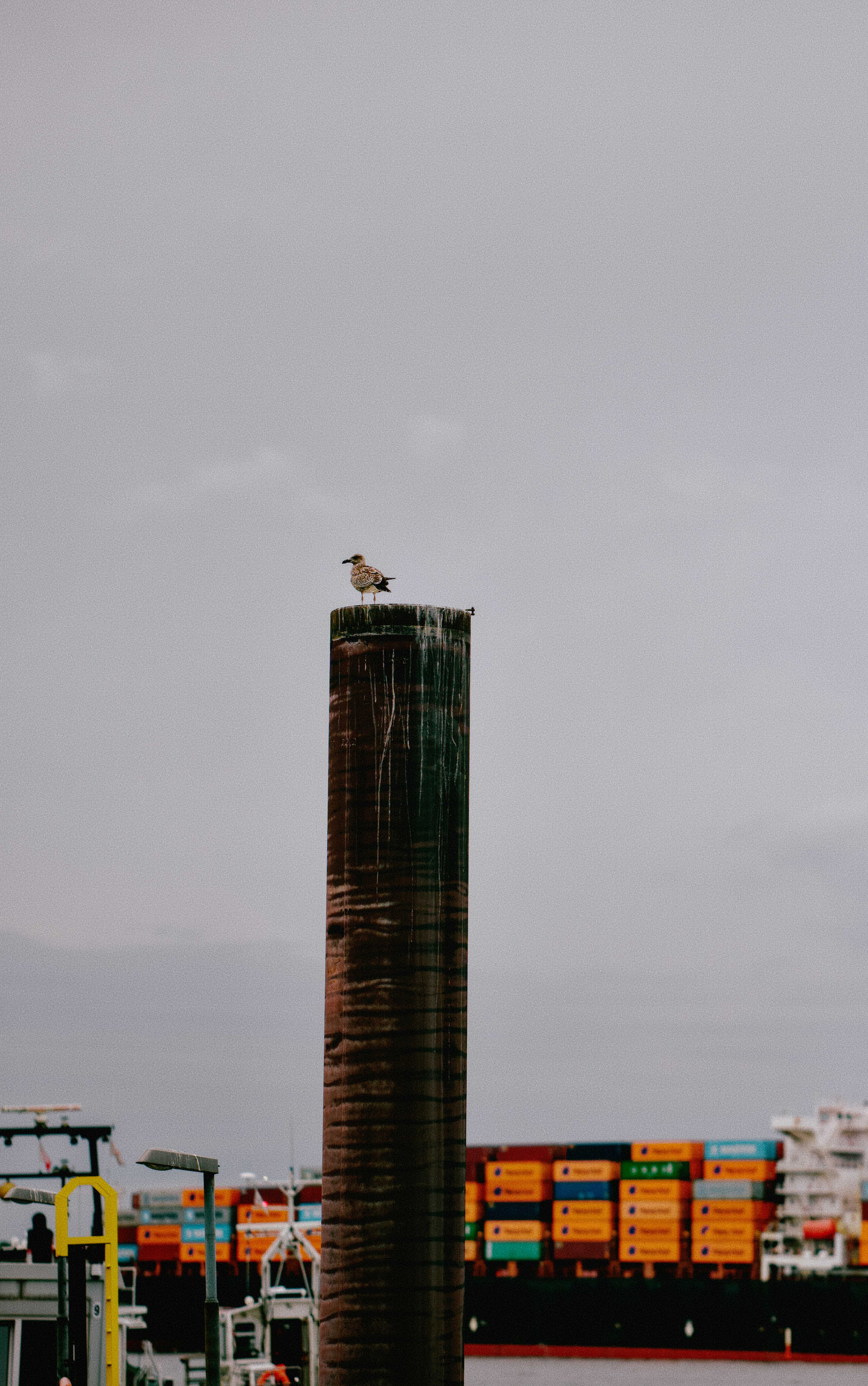 Seagull Sentinel atop a rusted pillar over a busy harbor