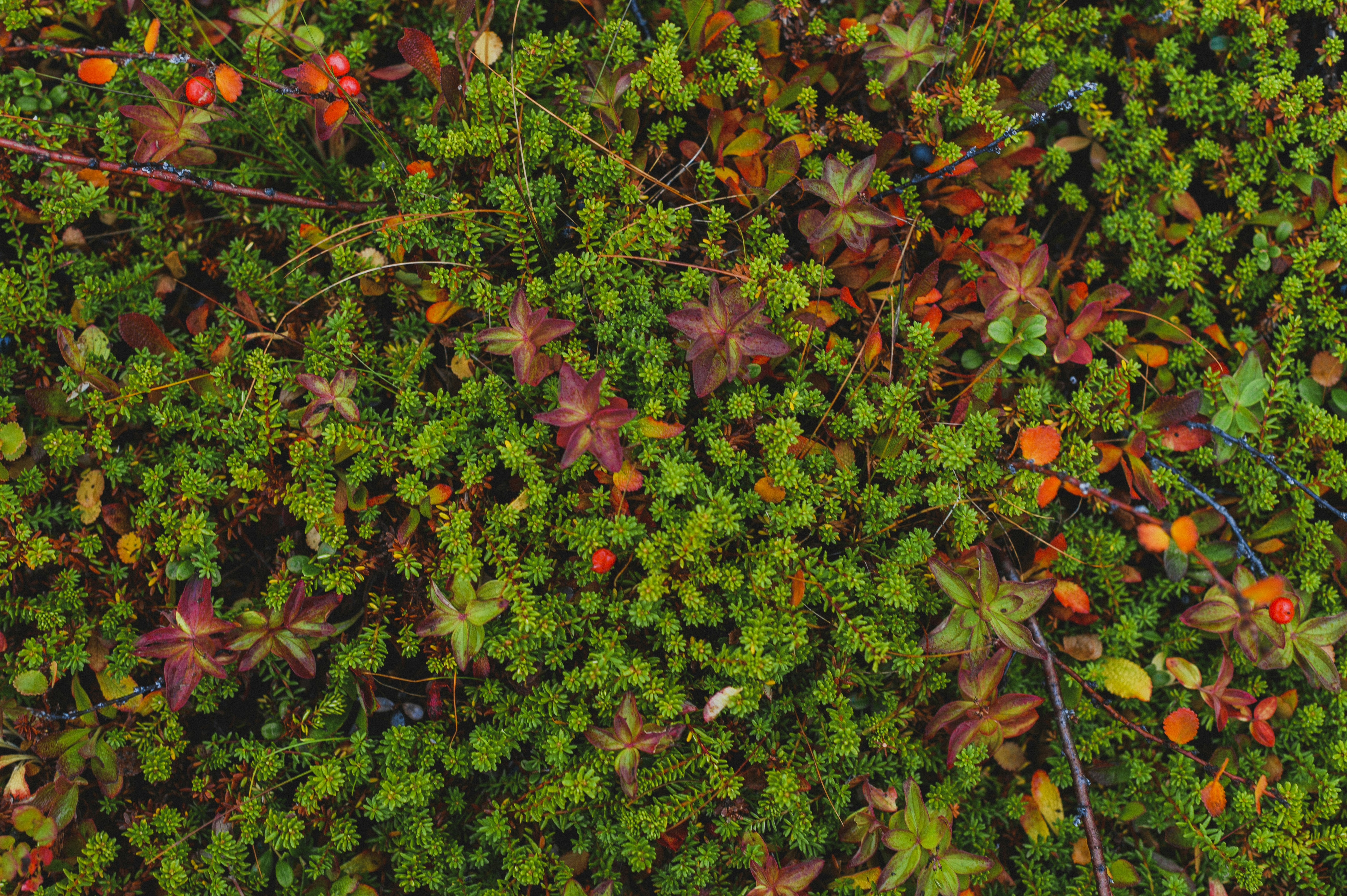 Autumn Carpet: Tiny Leaves and Vivid Berries in Floor of Greens