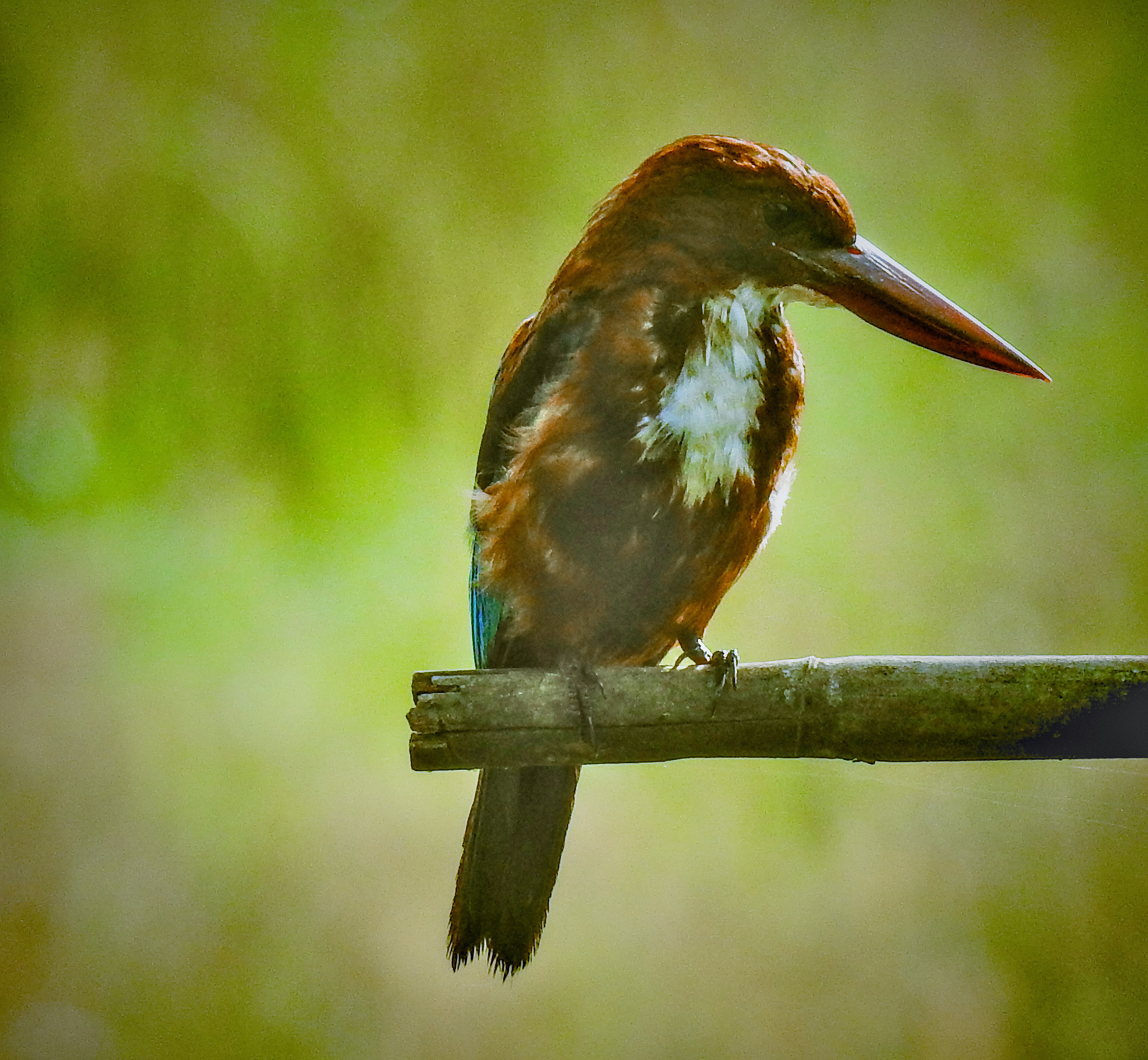 A solitary kingfisher perches on a weathered branch with a blurred green background, highlighting its profile and long beak. This natural scene emphasizes the bird as the focal point of the composition.