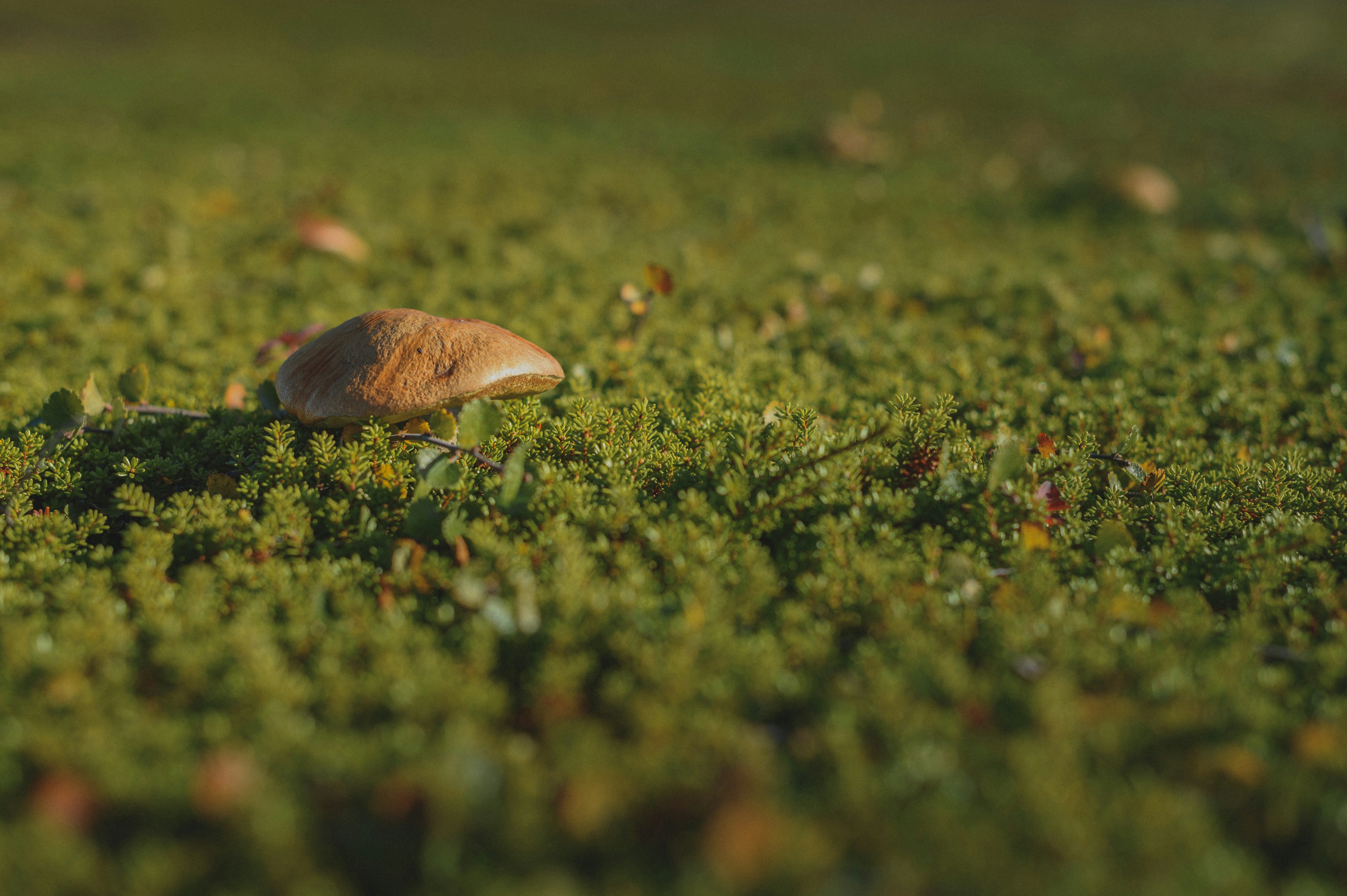 Mushroom Sentinel Amid Velvet Moss