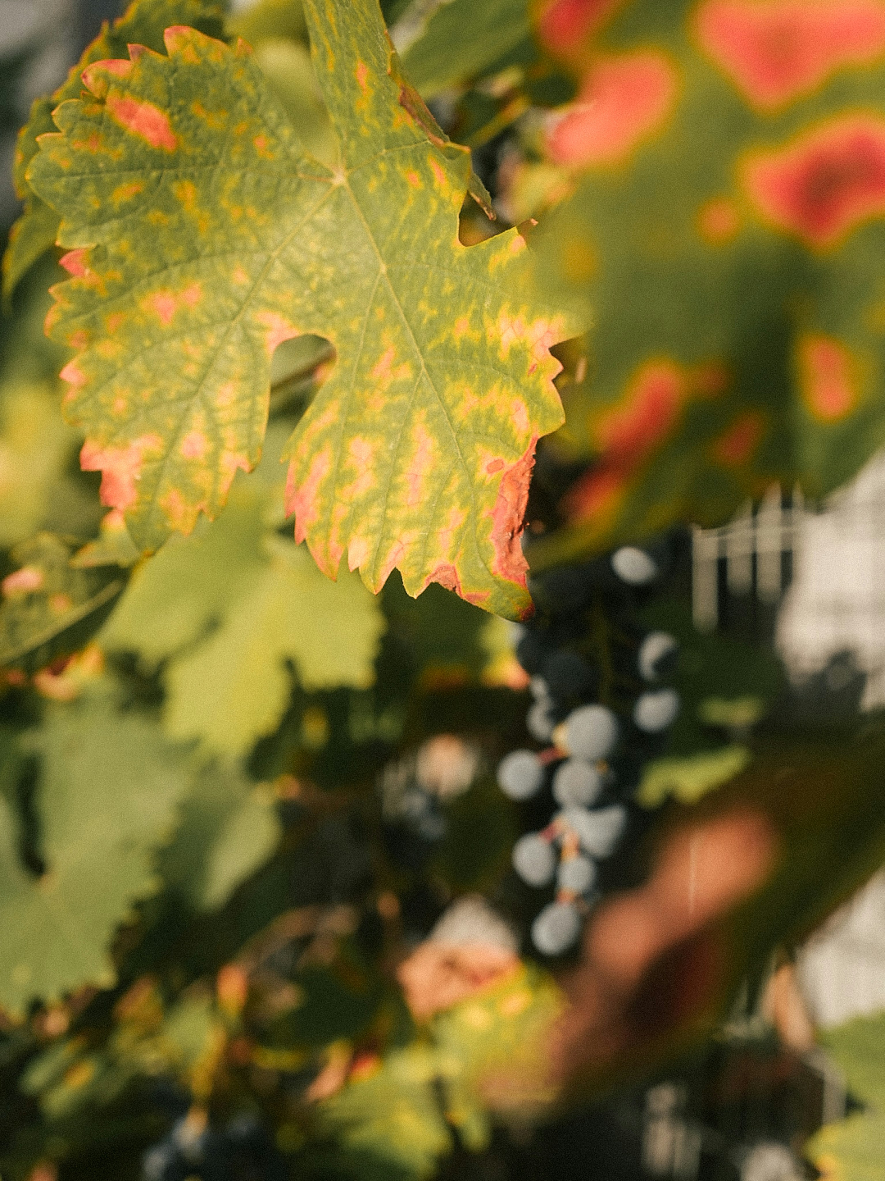 Autumn Vine in Soft Focus: A Leaf and Berries in Silence