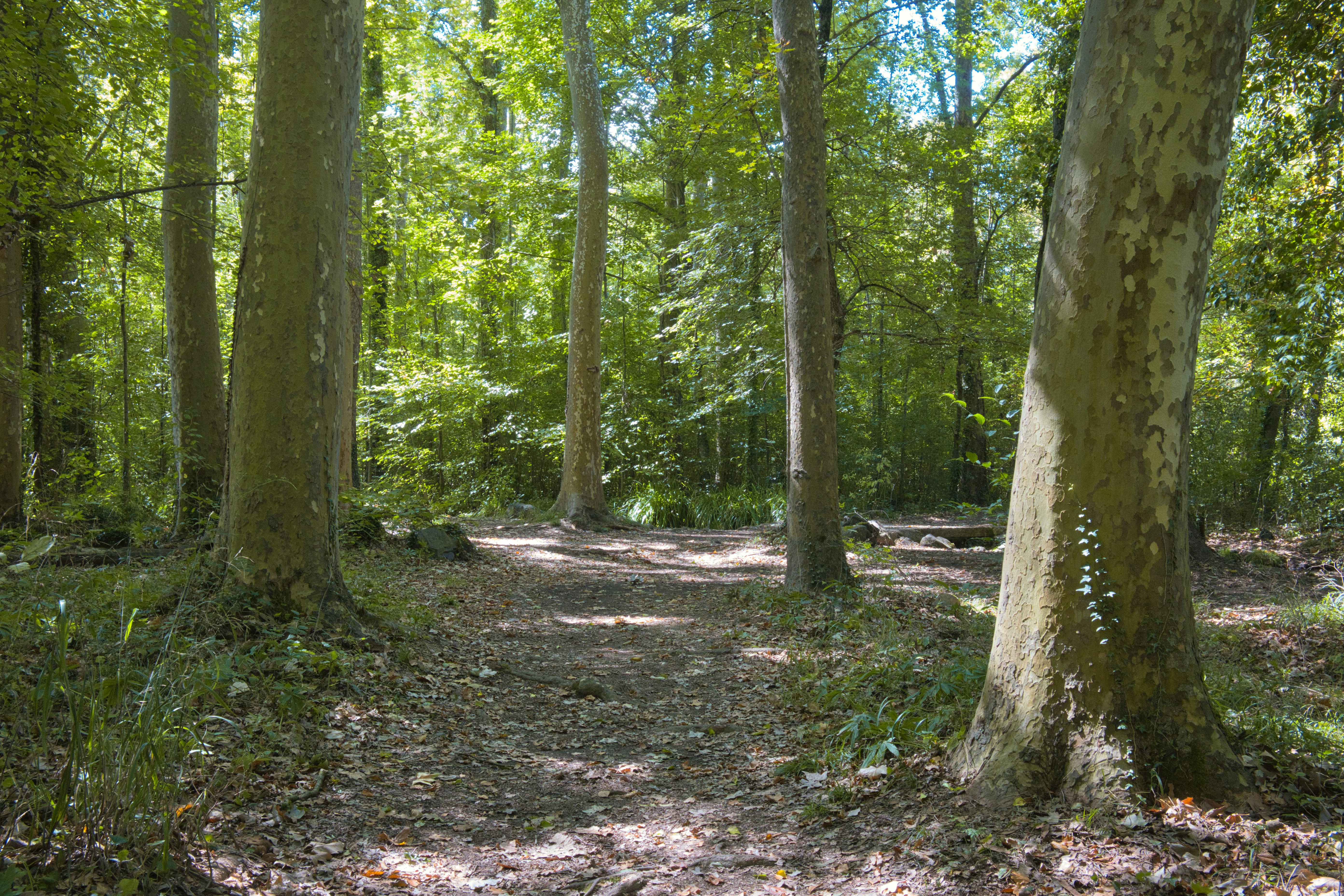 Sunlit Cedar Lane: A Quiet Forest Path Through Towering Trees