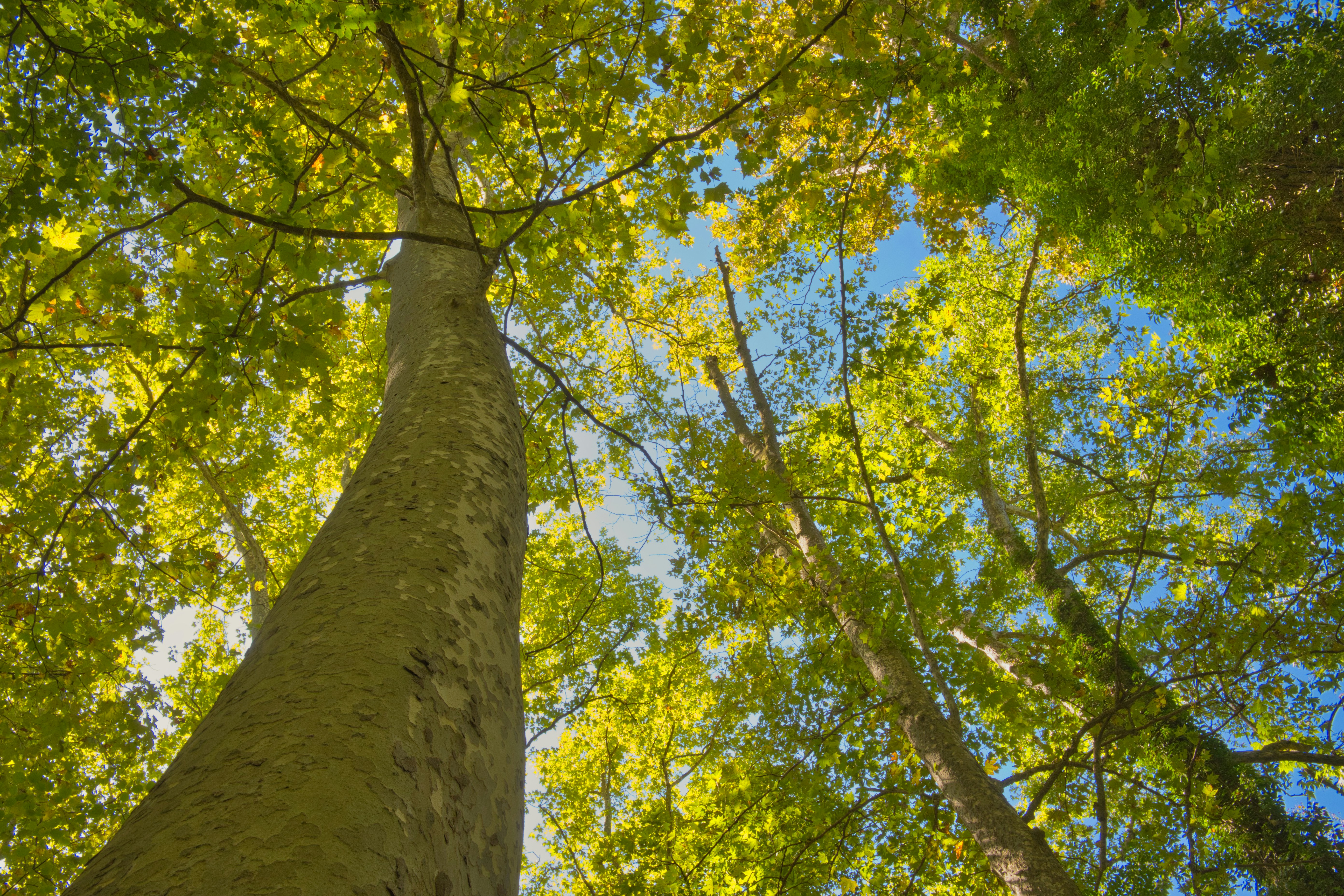 Skyward Arboreal Cathedral: Sunlit Canopy from the Forest Floor