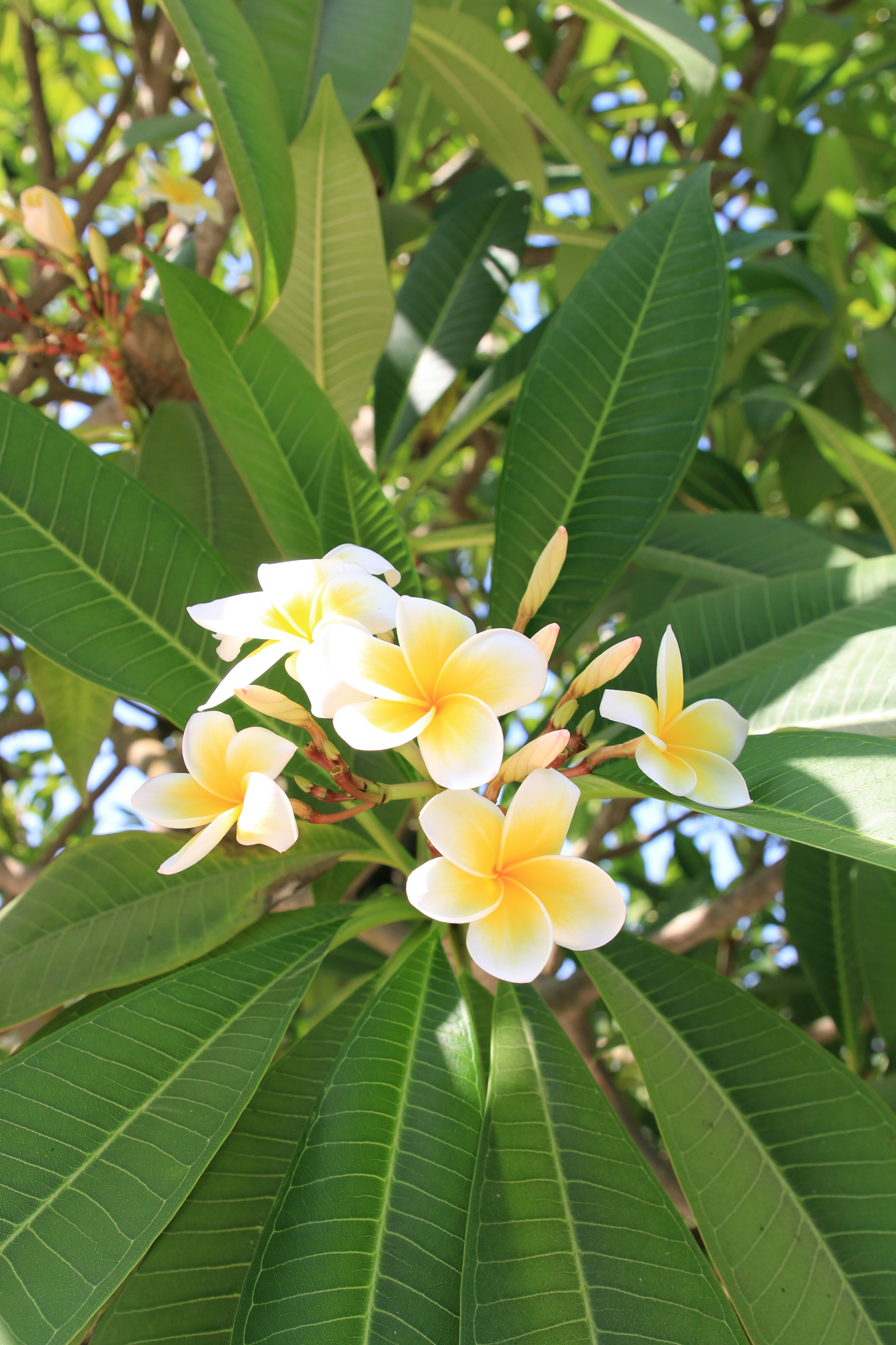 Sunlit Frangipani Cluster: Soft Gradient Petals in Green Canopy