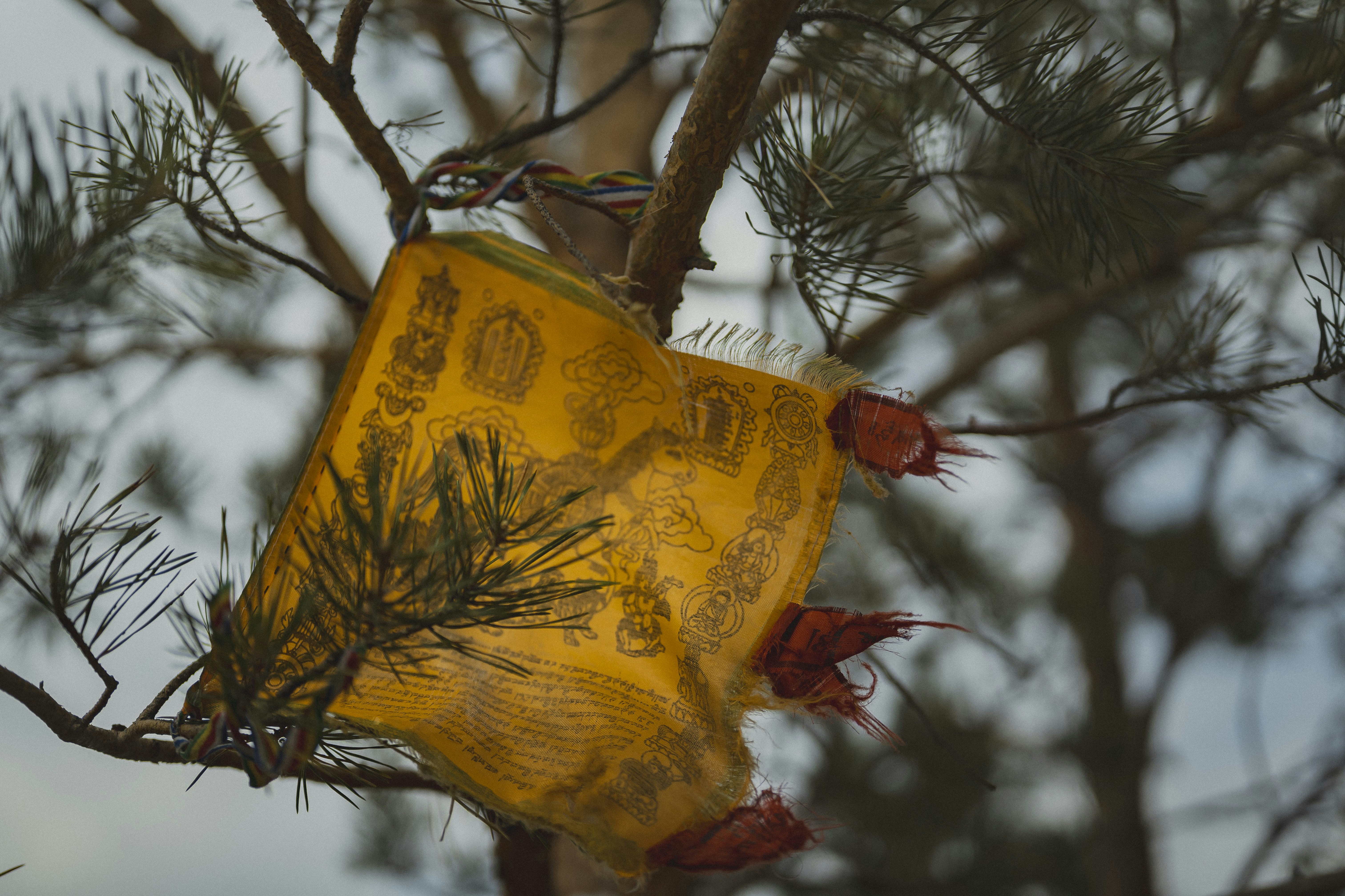Yellow prayer banner tucked in pine needles against a wintry backdrop