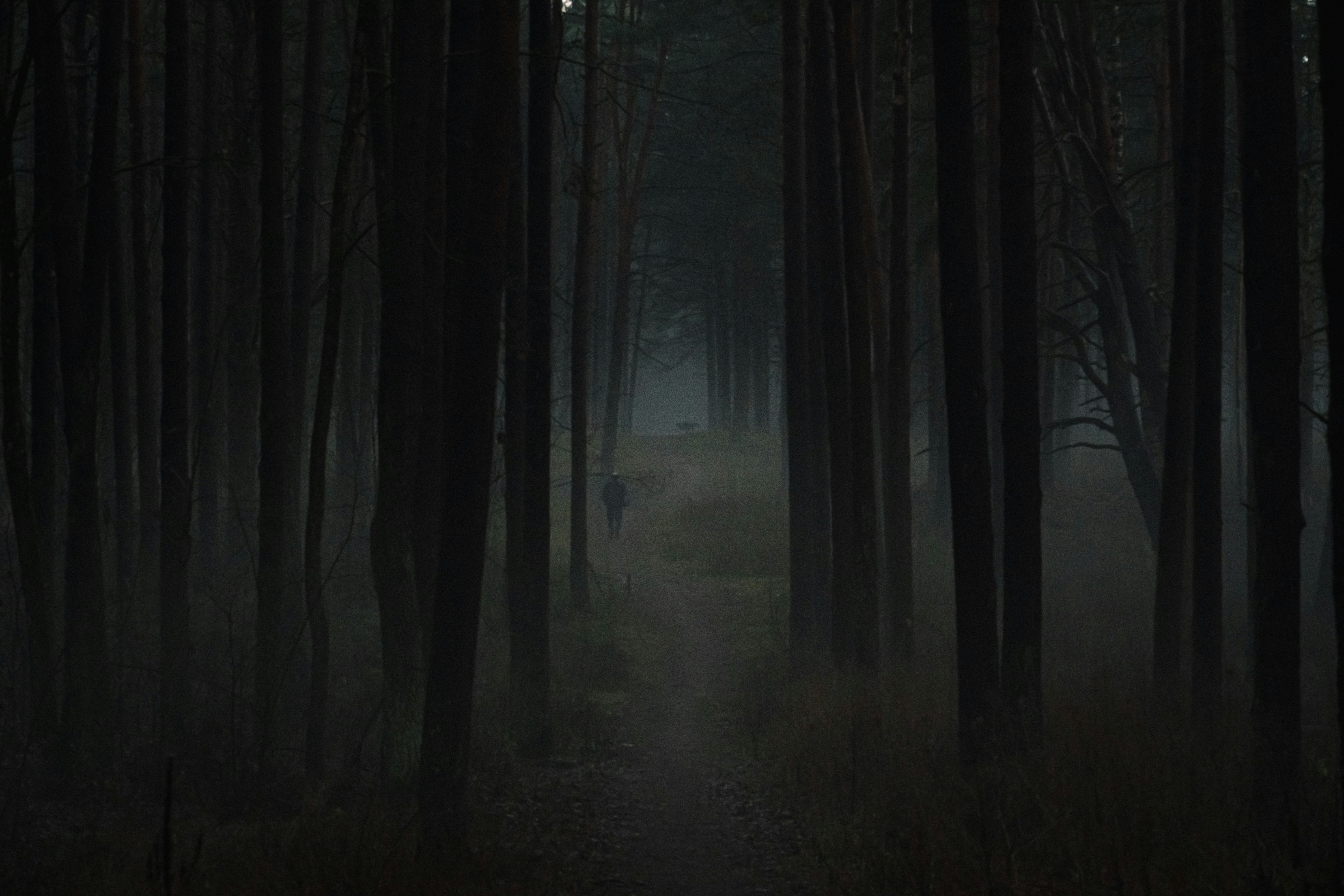 Midnight Path Through the Silent Pines