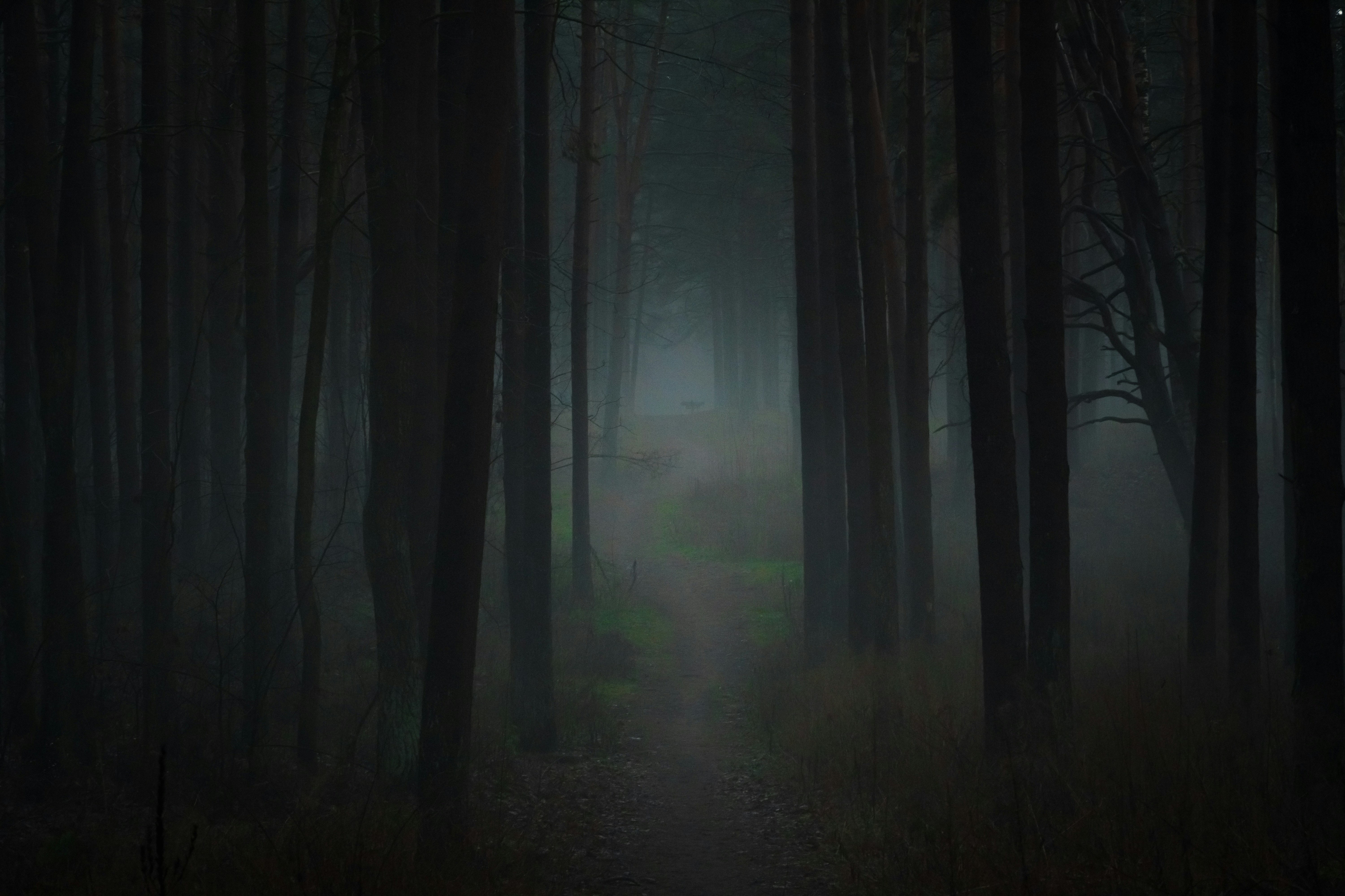 Misty Forest Corridor: A Narrow Path Vanishes into Silence