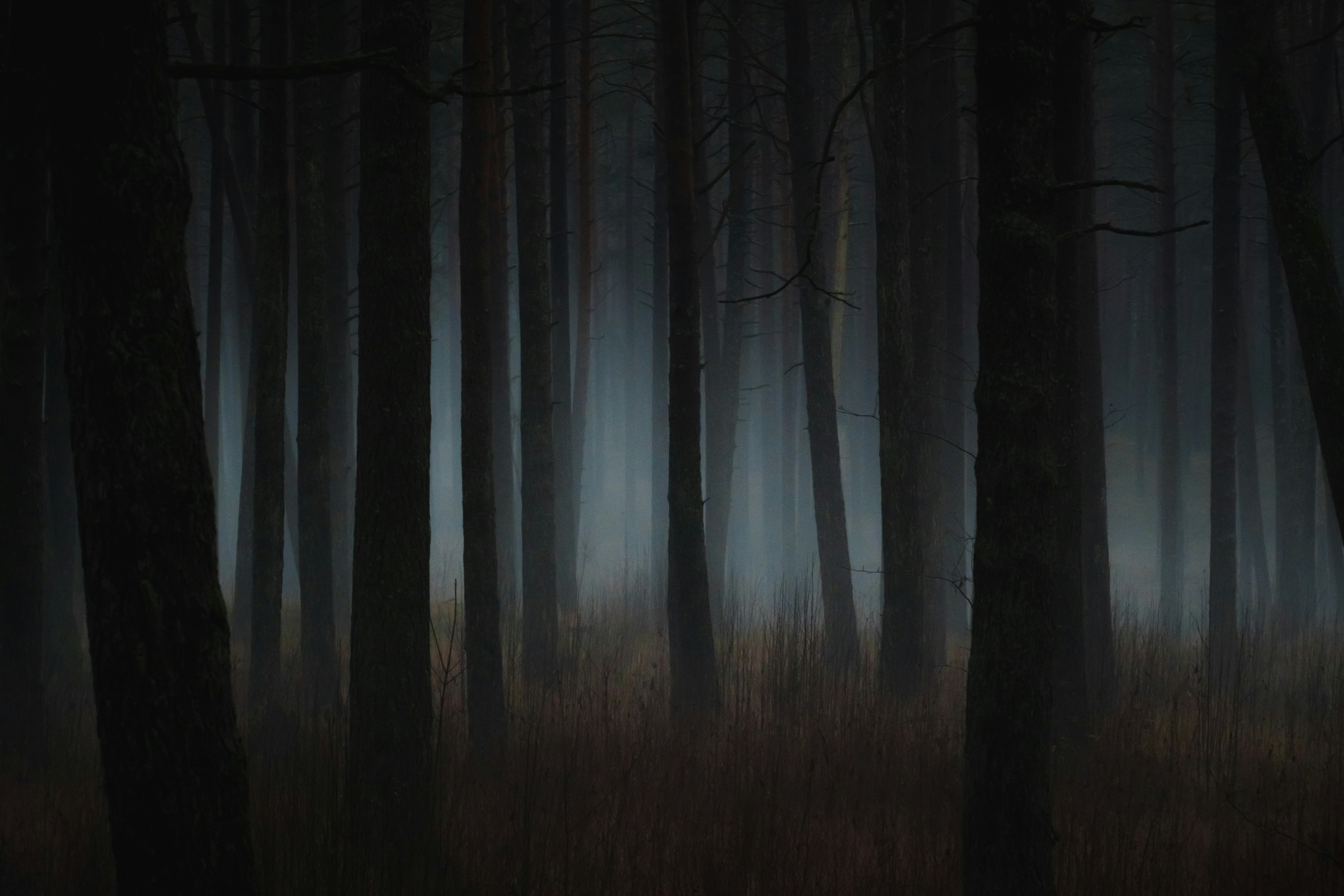 Forest Loom: Dim Light Through Narrow Trunks