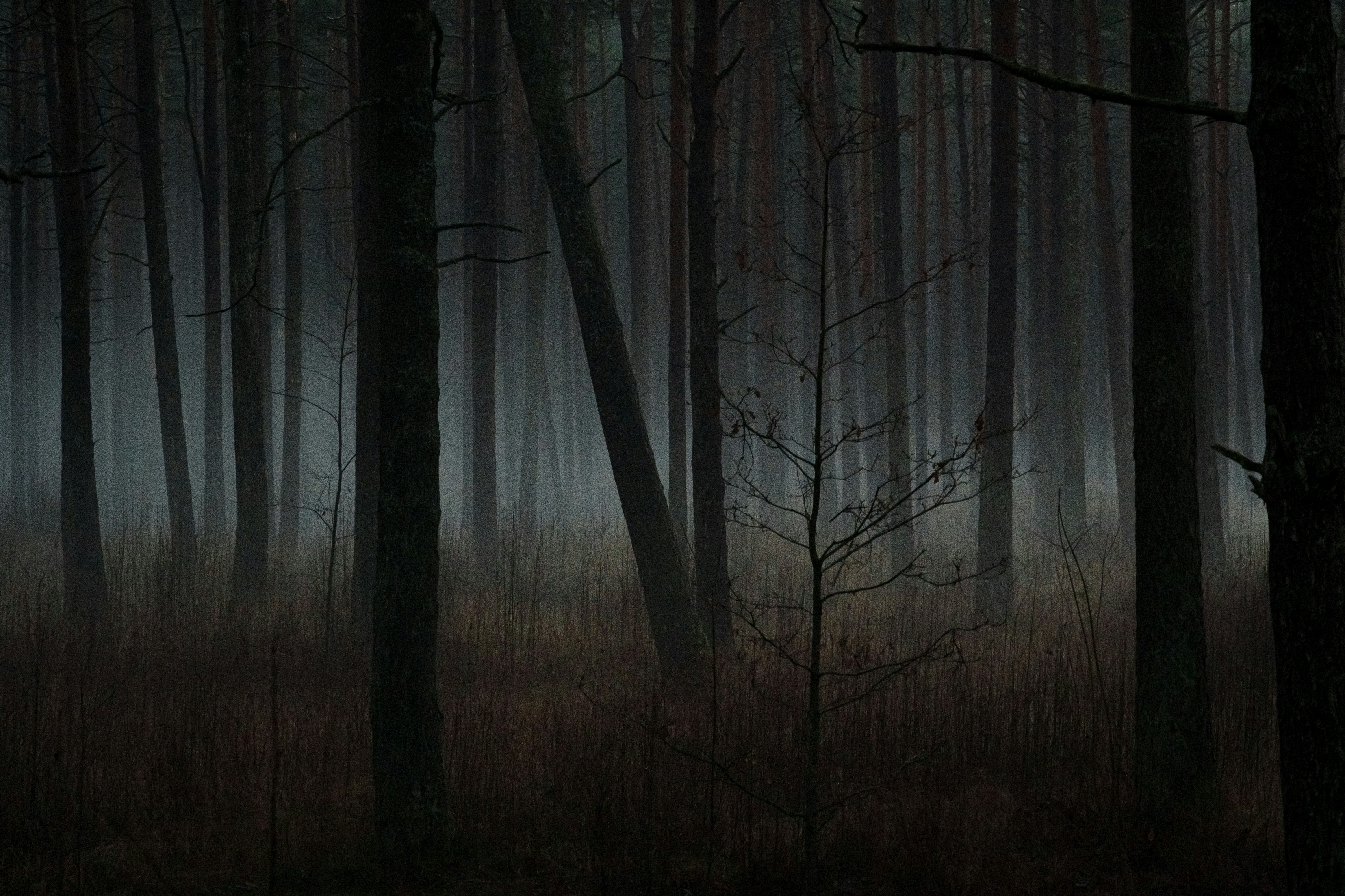 Whispering Pines in the Veil of Dusk