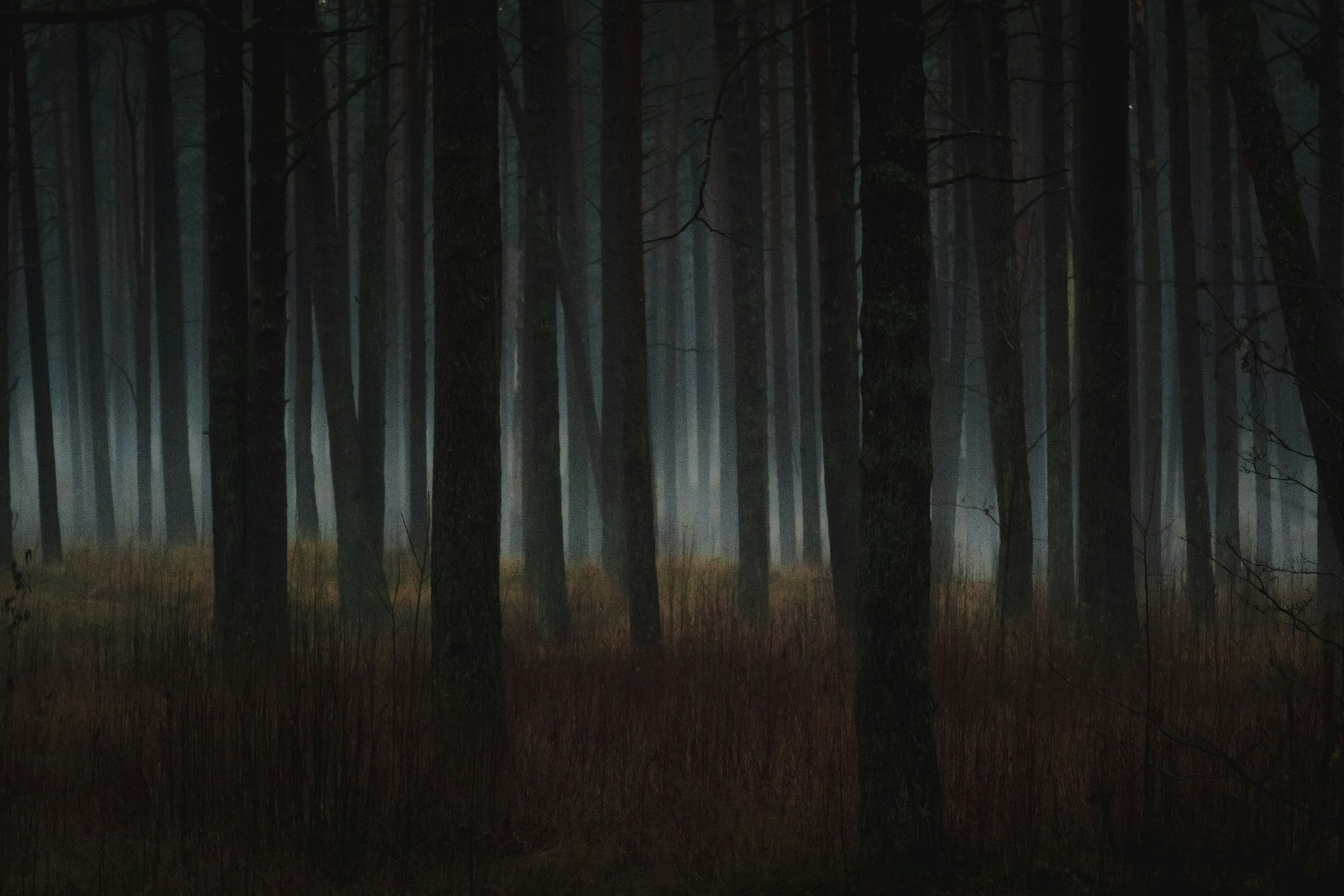 Whispers Between Pines: a Misty Forest at Dusk