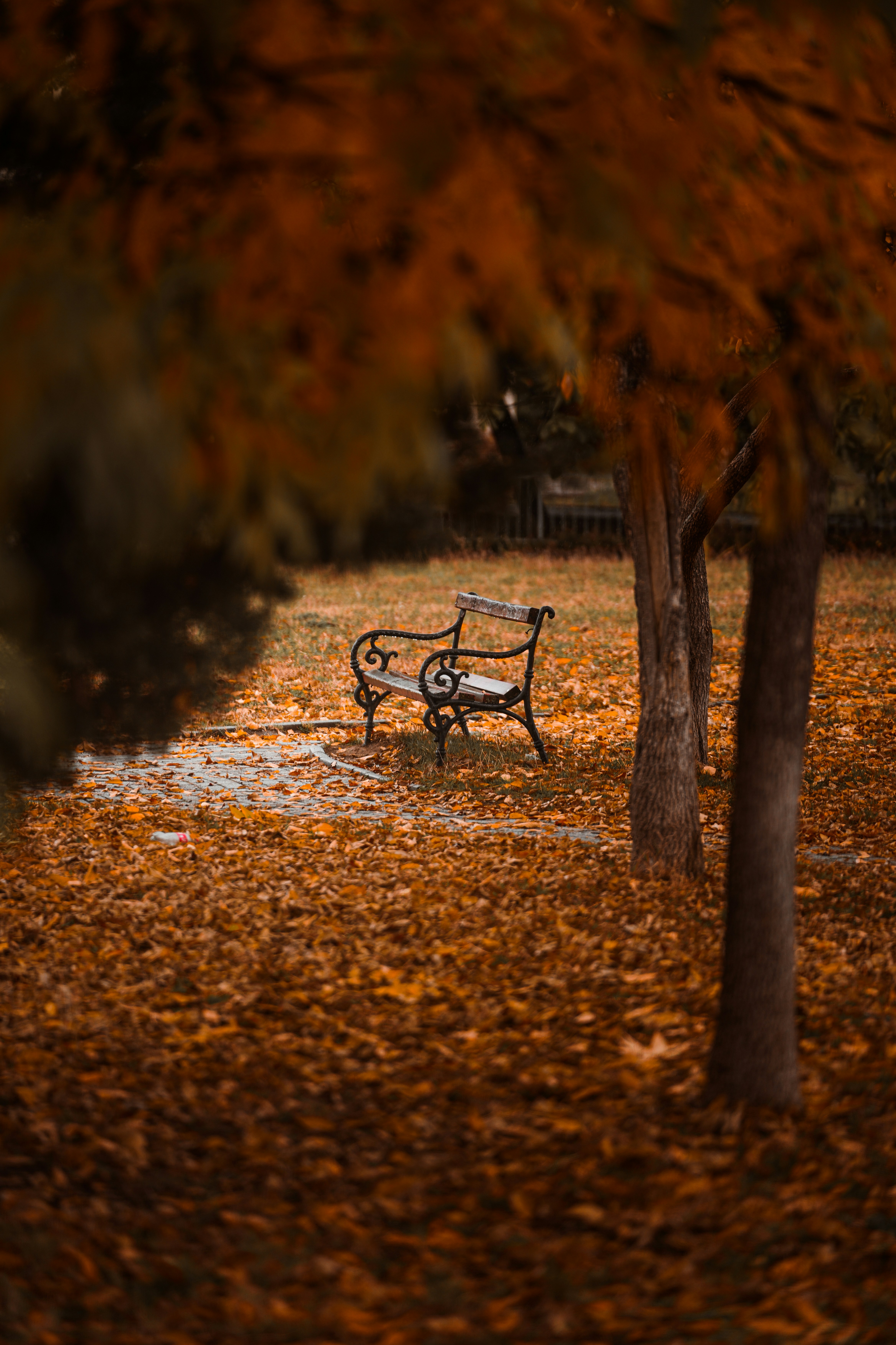 Autumn solitude: a lone bench under amber trees