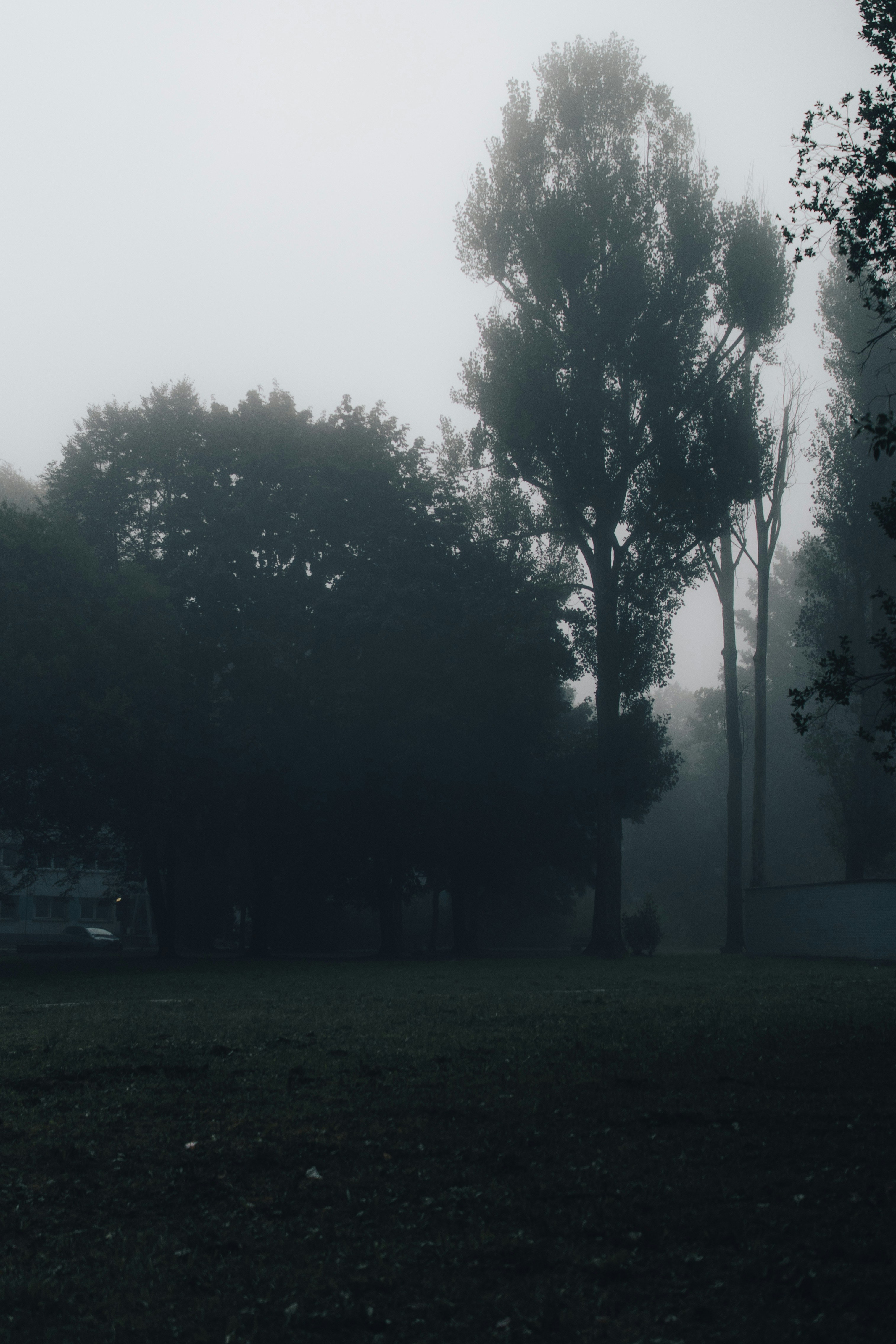Fog-Charmed Park: Silhouetted Trees Shrouded in Evening Mist