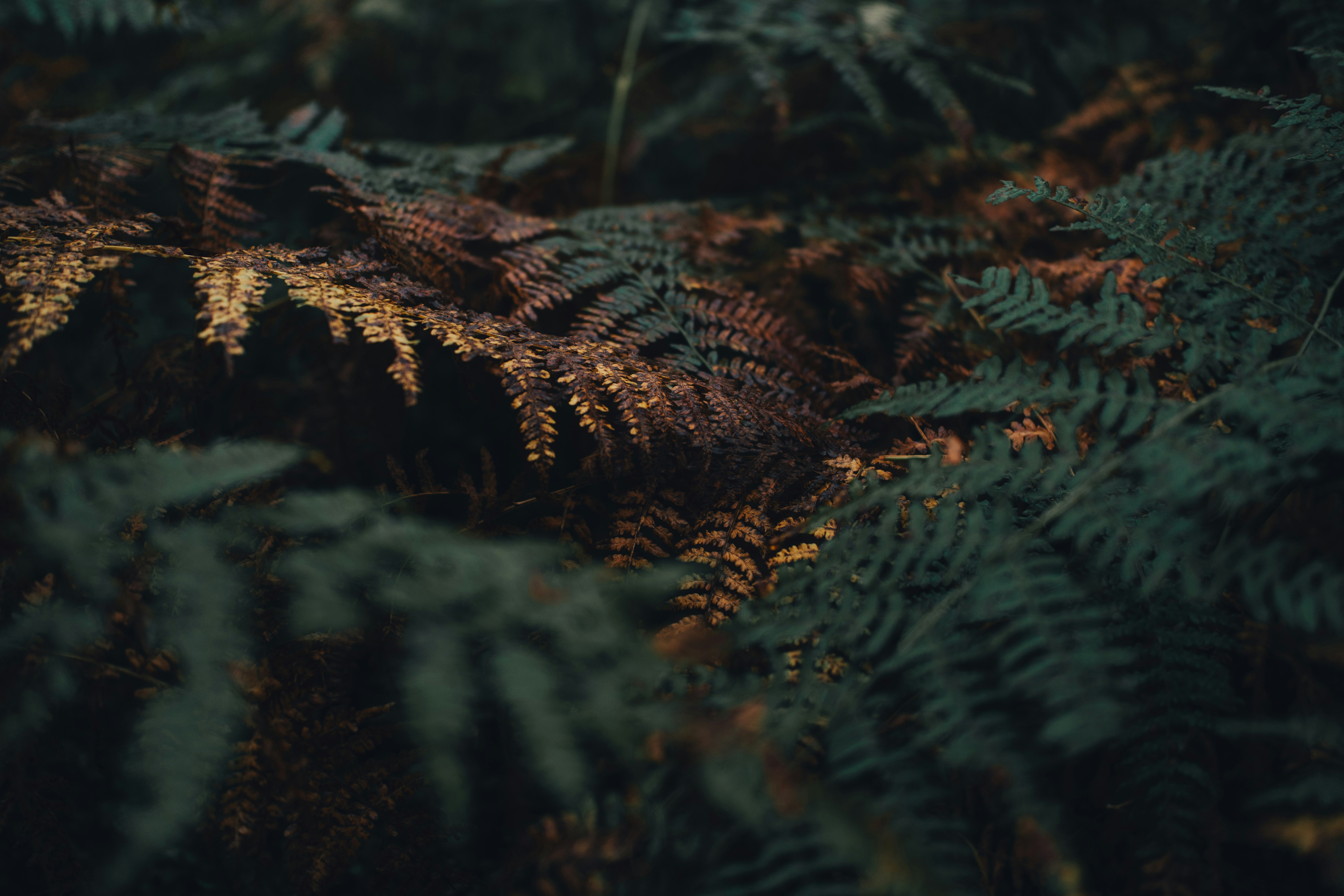 Understory Glow: Fronds in Quiet Dusk