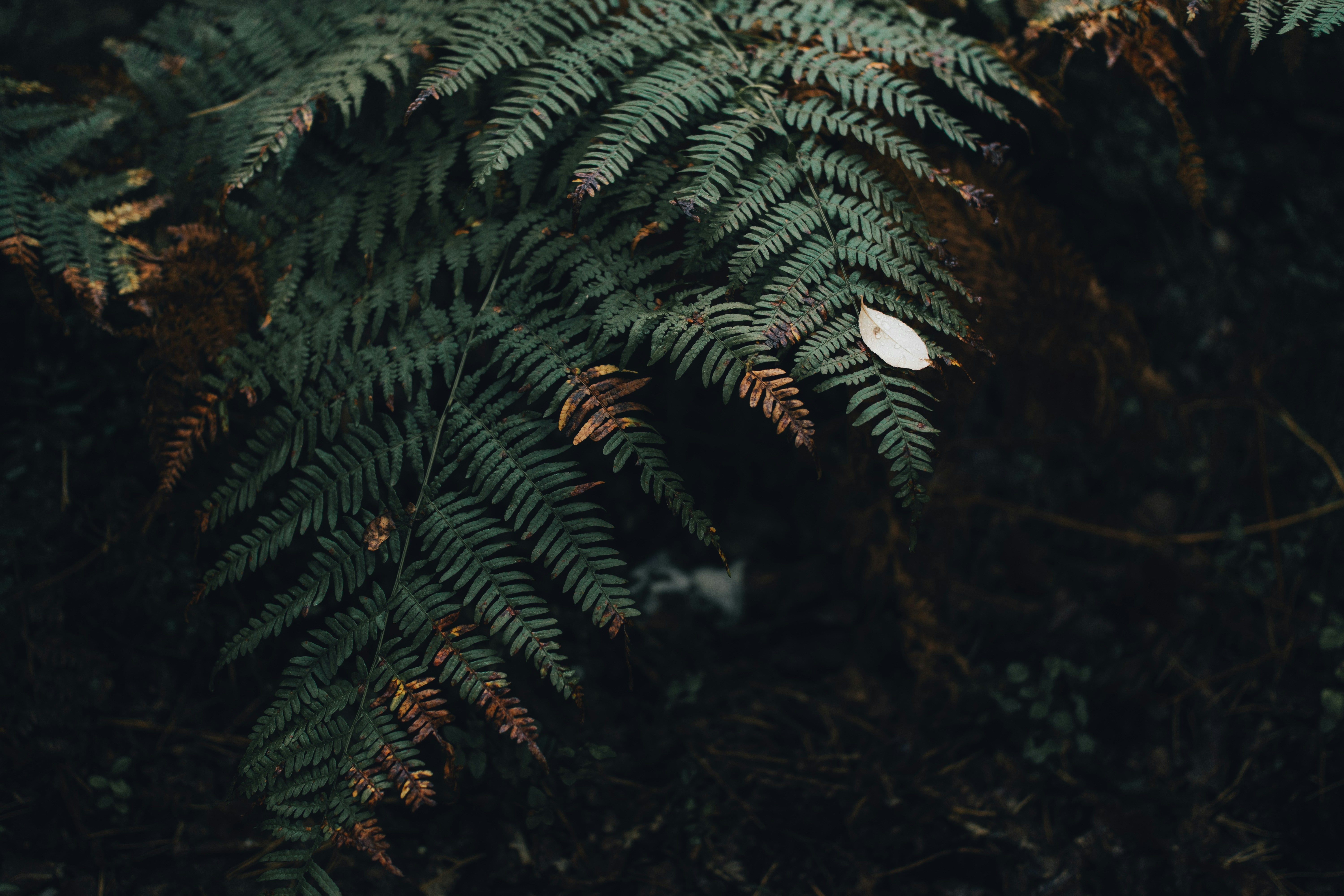 Hidden Greenery: A Fern's Silent Edge in the Dark