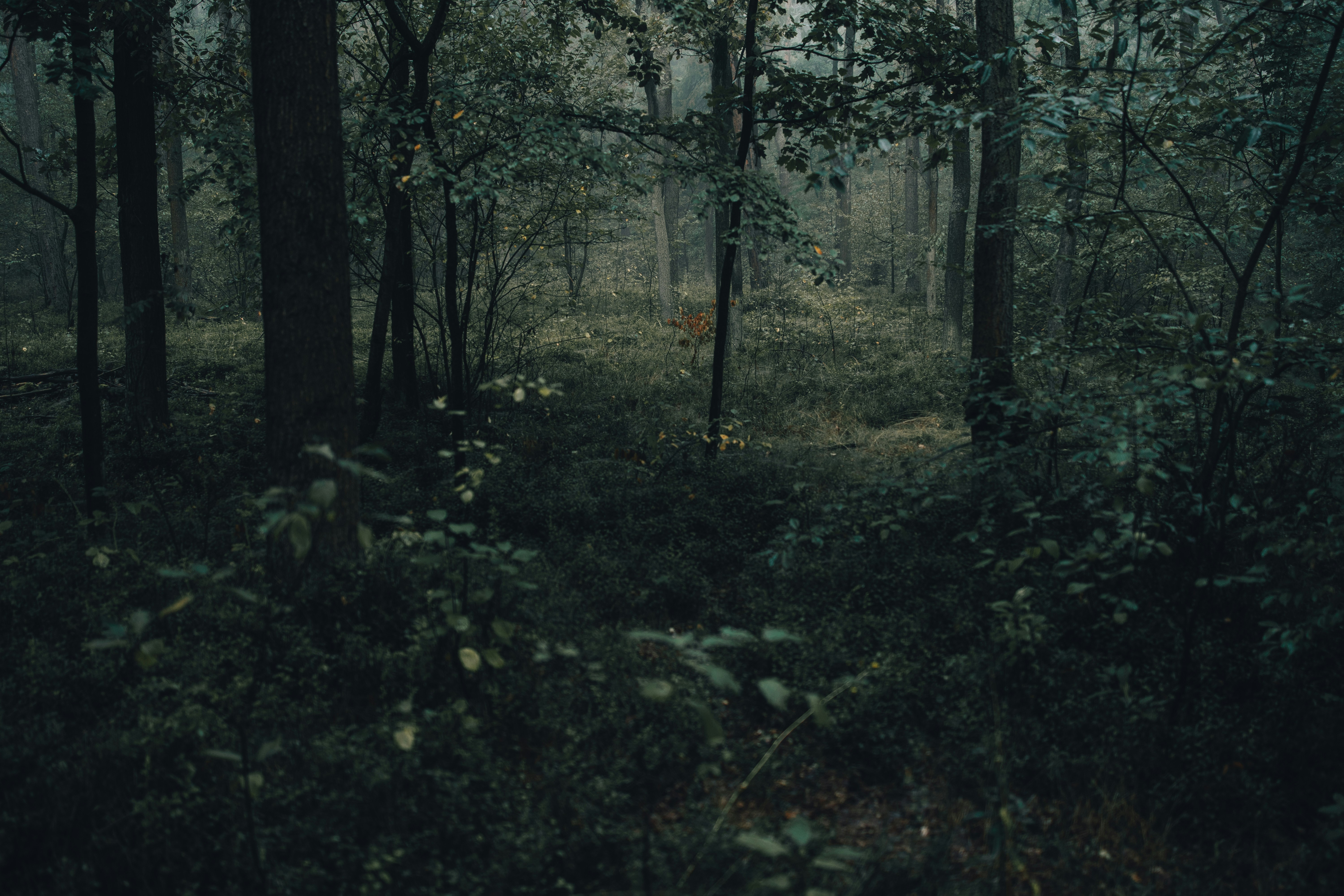 Misty Threshold: A Quiet Forest Path Beyond the Veil