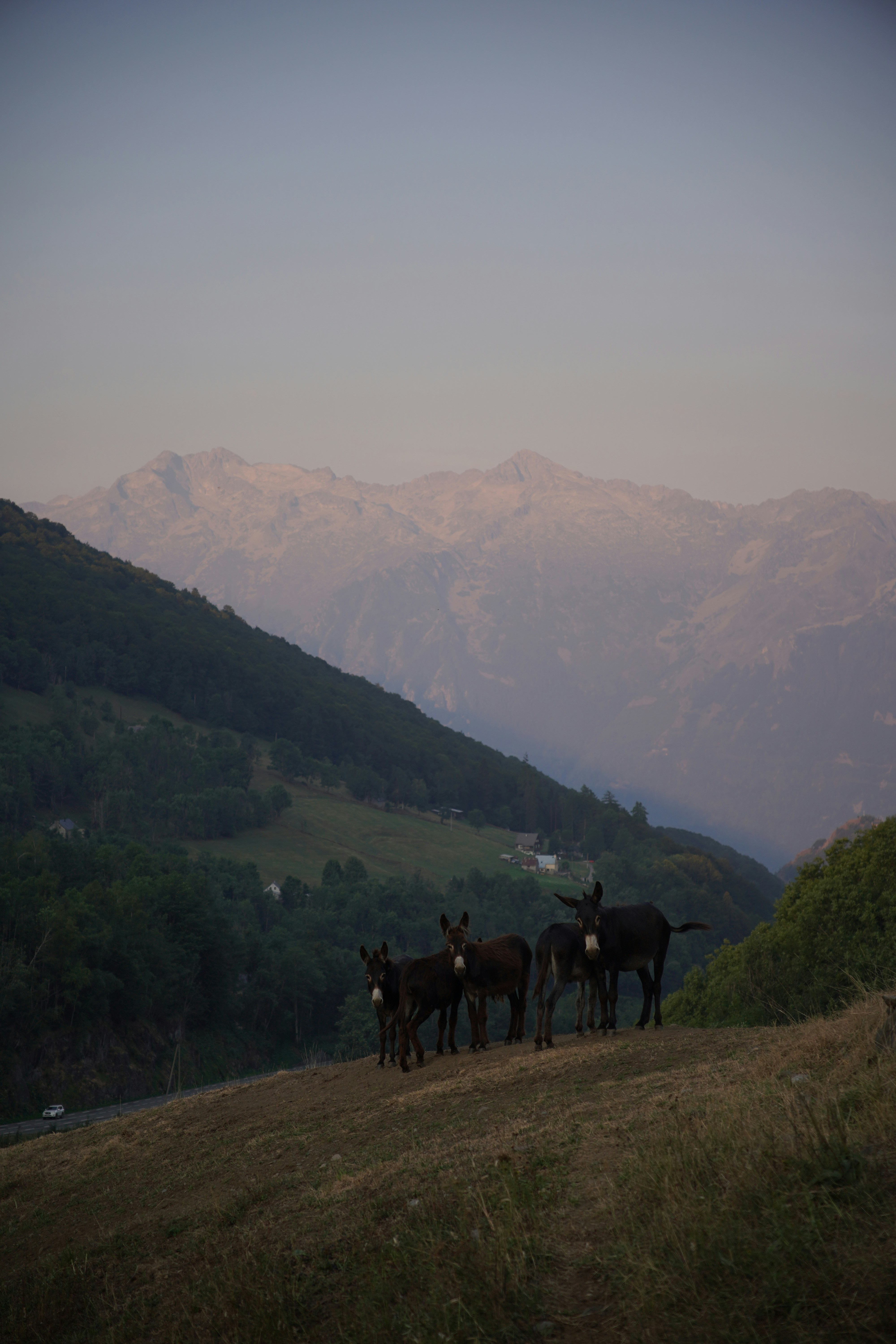 Herd at Dusk on a Mountain Crest